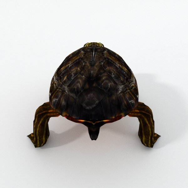 3D oriental painted turtle - TurboSquid 1364345