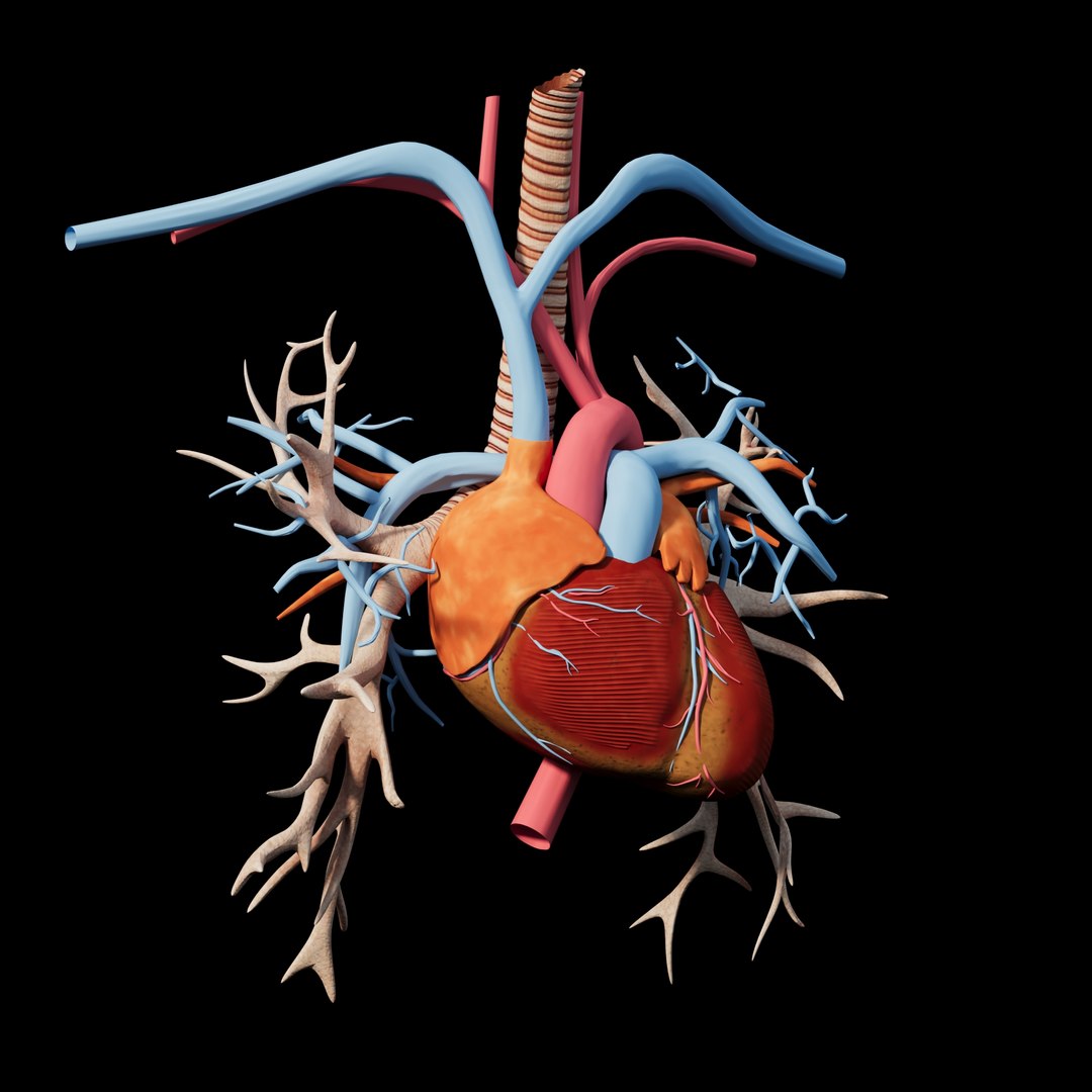 Human Heart 3D Model - TurboSquid 2394776