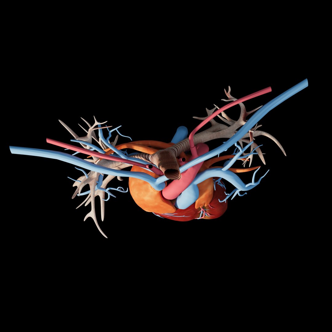 Human Heart 3D Model - TurboSquid 2394776