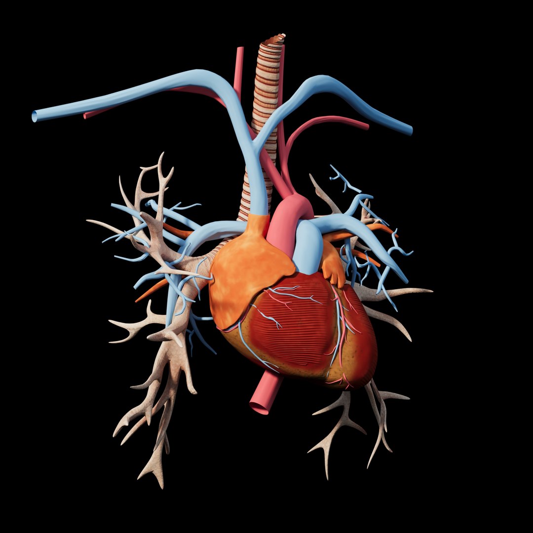 Human Heart 3D Model - TurboSquid 2394776