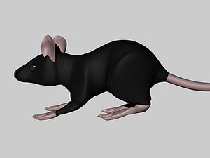 Blender Rat Models | TurboSquid