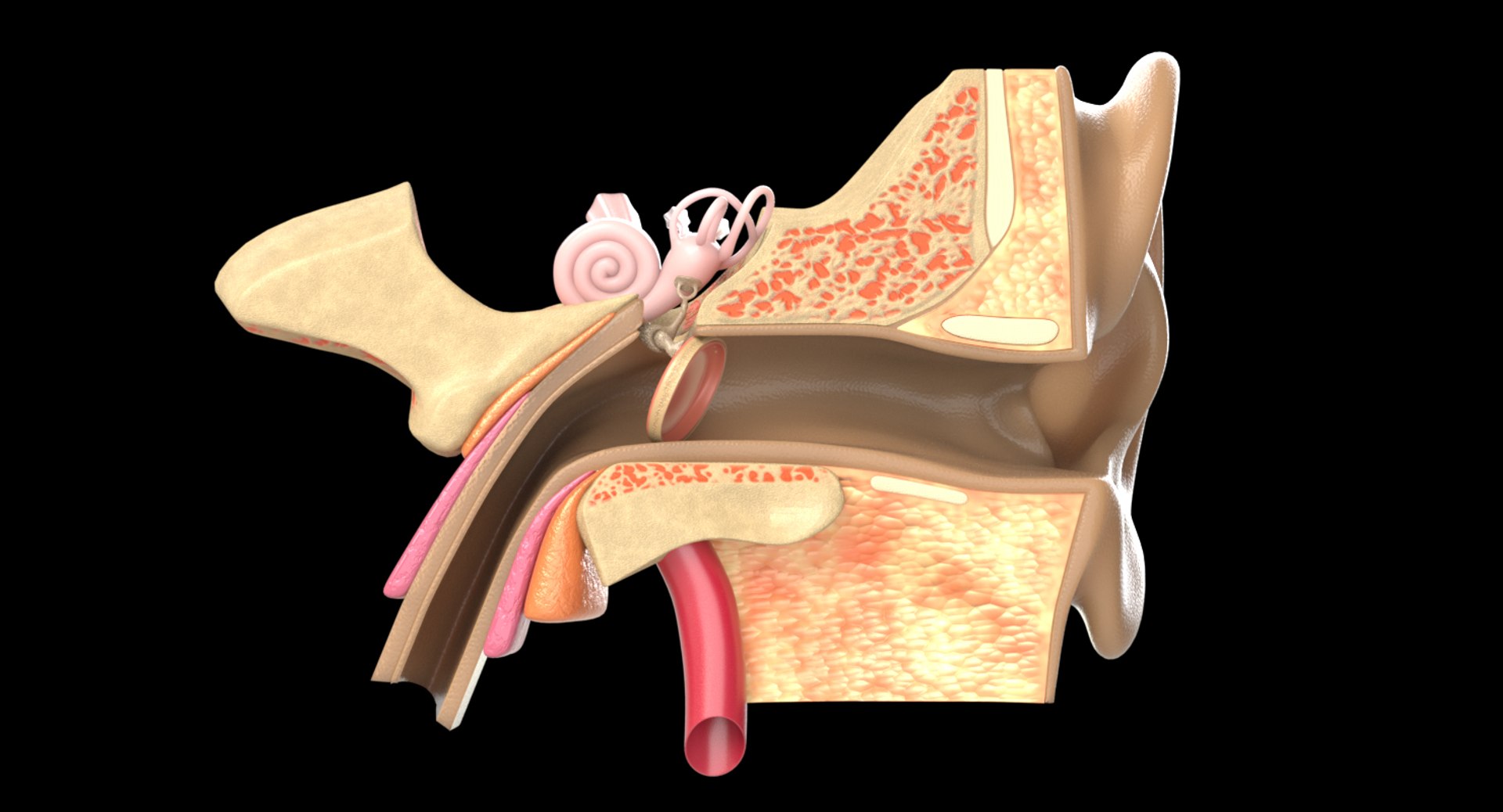 Ear Tympanum 3D Model - TurboSquid 1387279