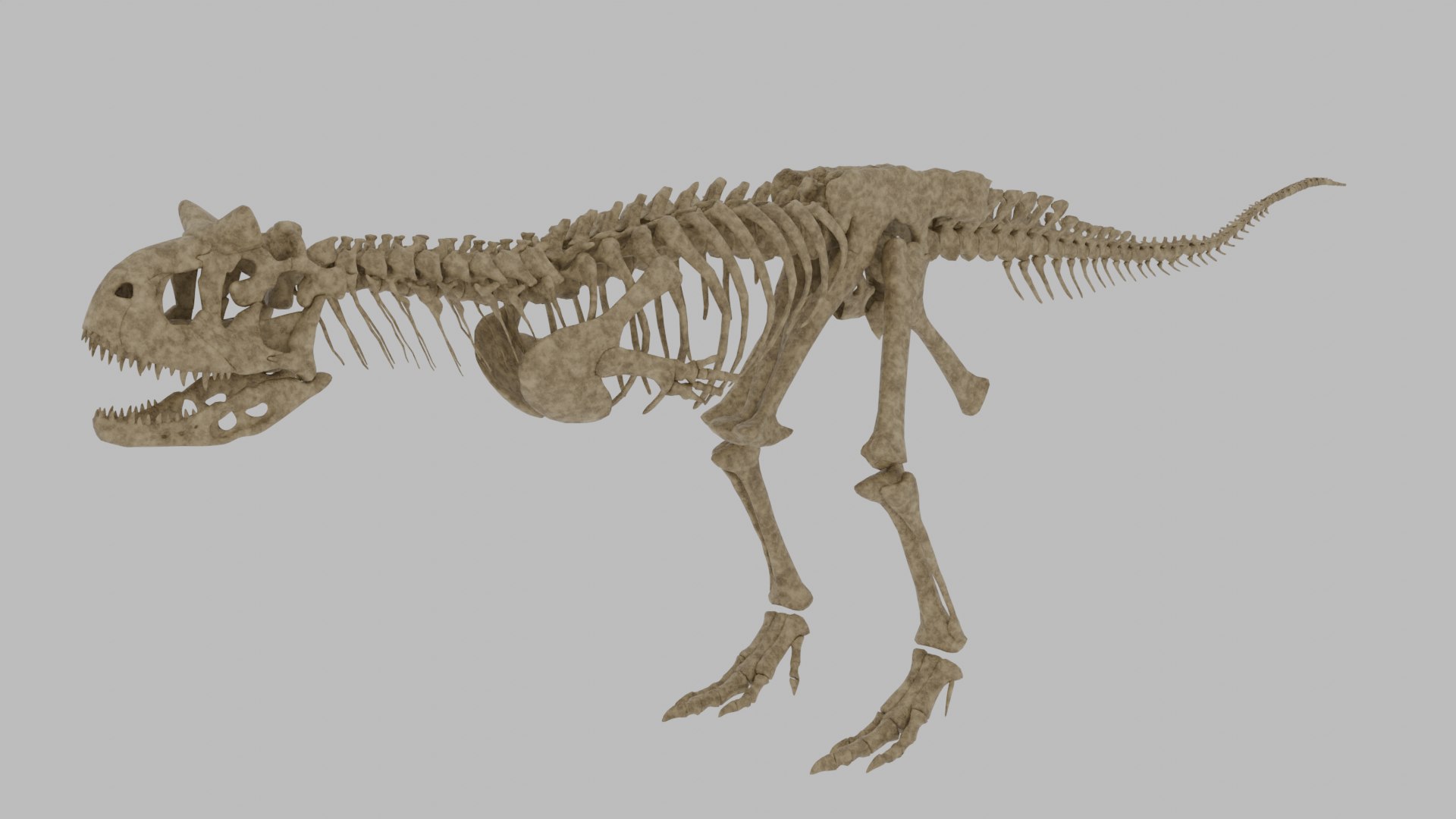 3D Carnotaurus Skeleton High Detail Cretaceous Theropod - TurboSquid ...