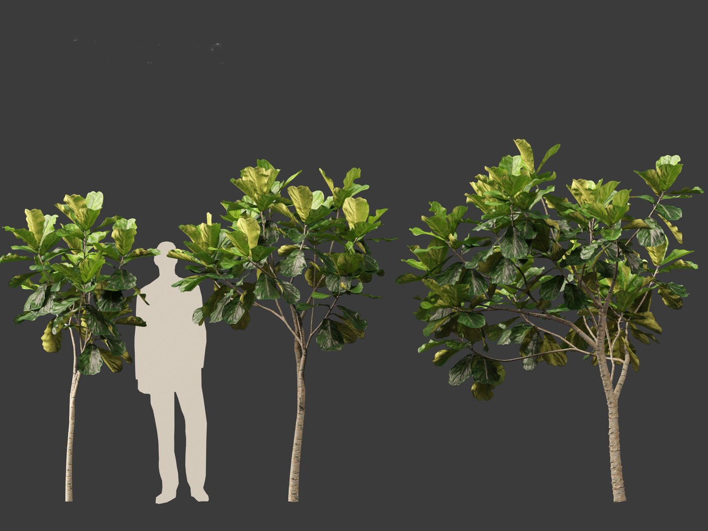 3D Ficus Lyrata - Fiddle-leaf Fig - TurboSquid 2148634