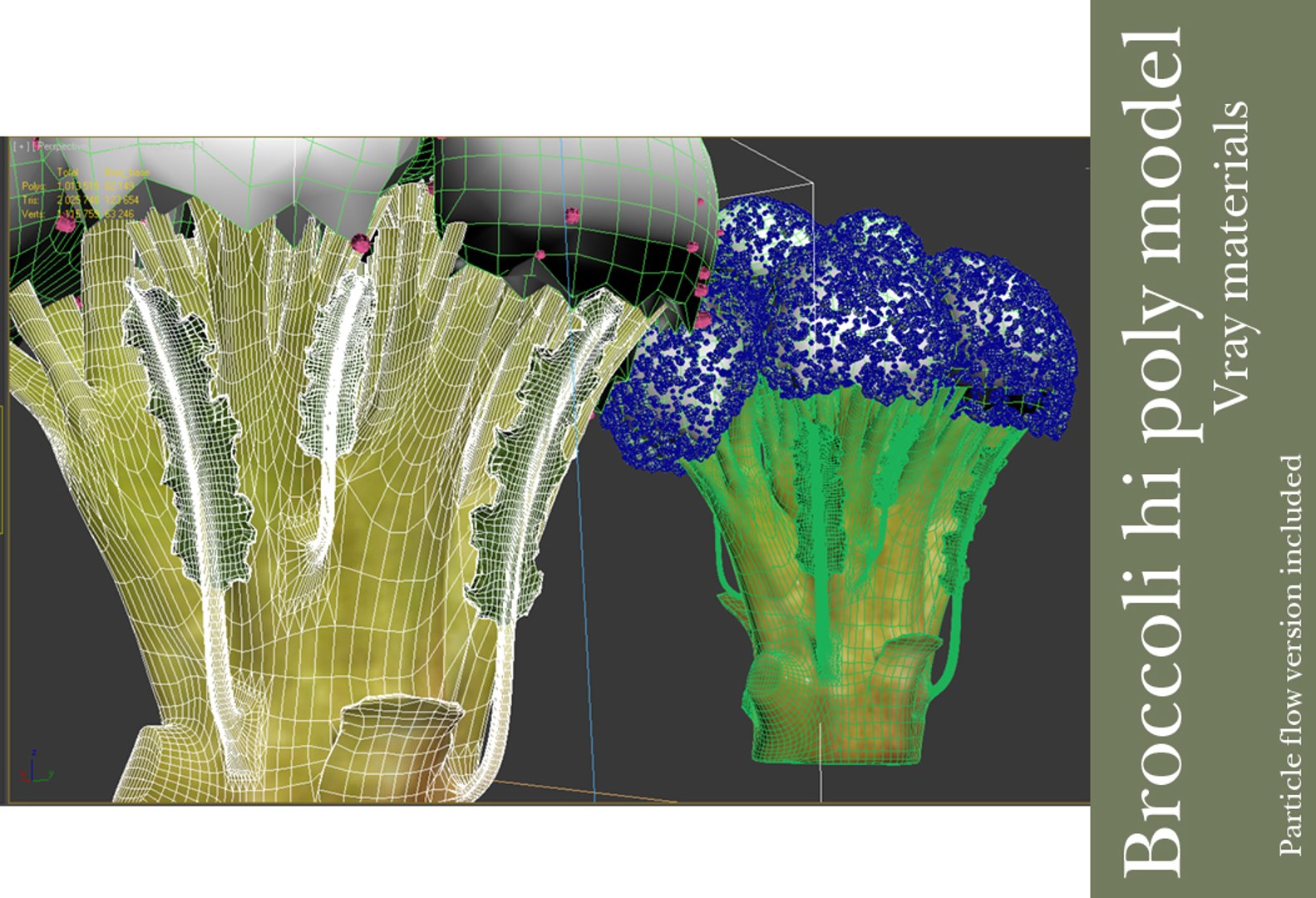 3d Model Of Broccoli Plant