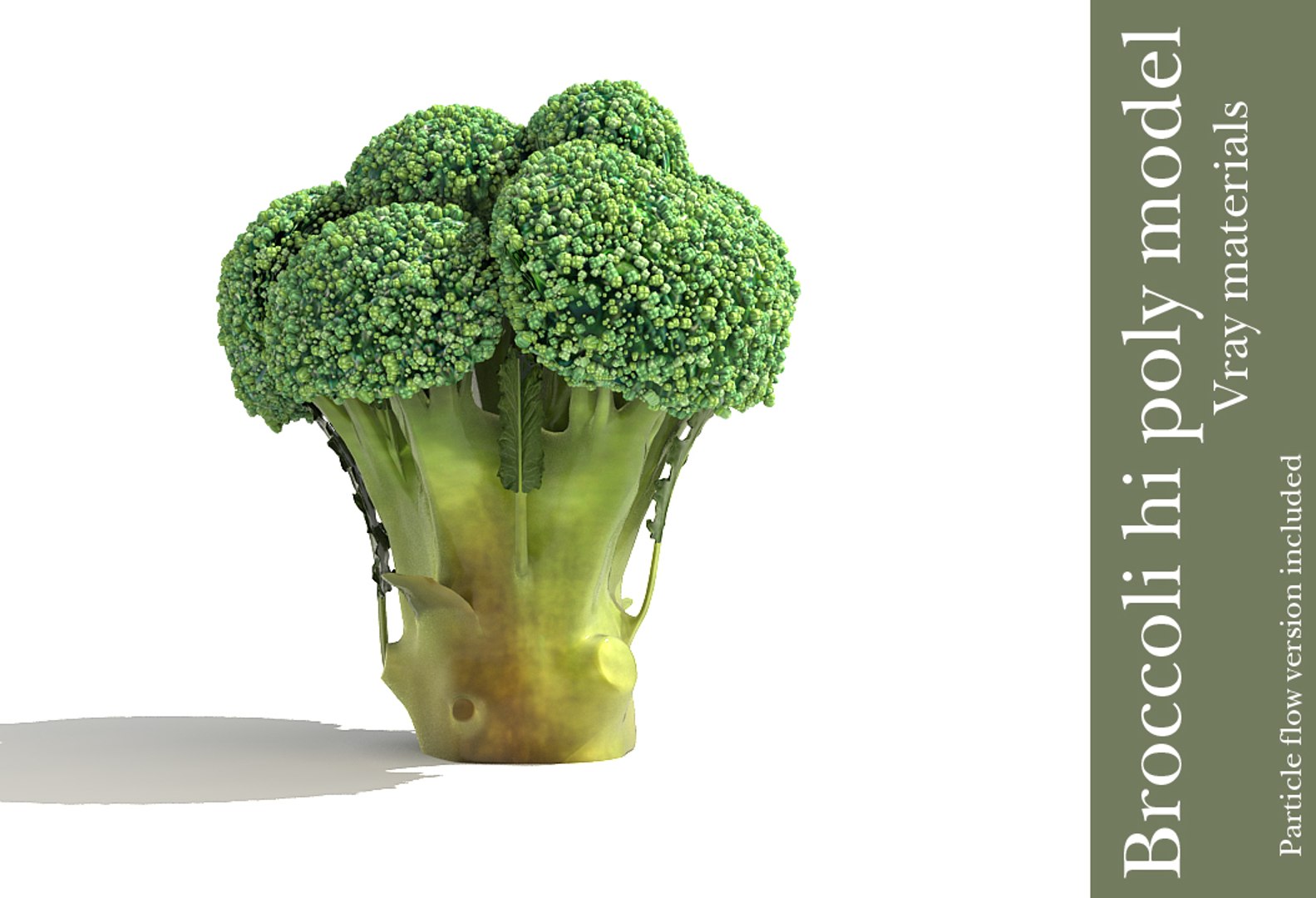 3d Model Of Broccoli Plant