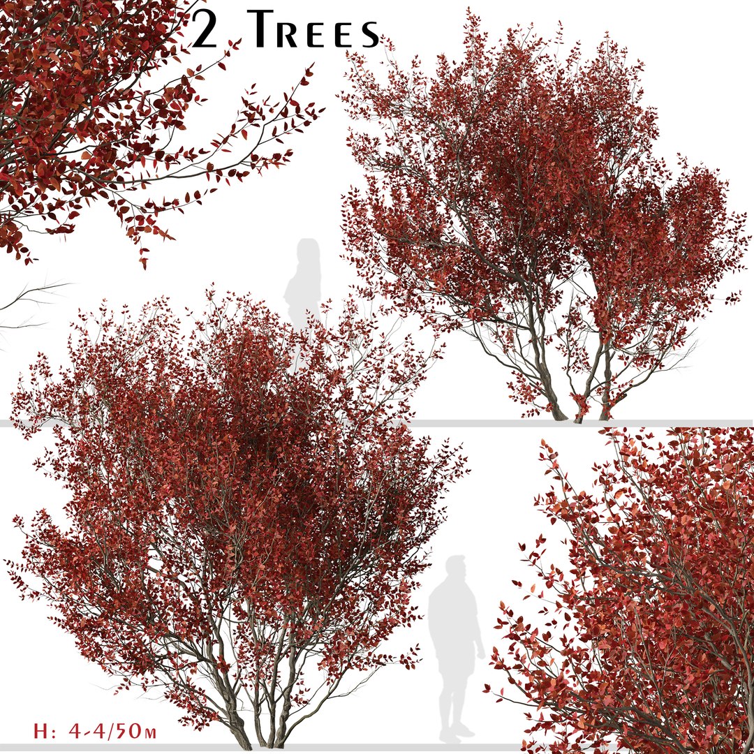 3D Set Of Cotinus Grace Or Smoke Tree - 2Trees Model - TurboSquid 1995686