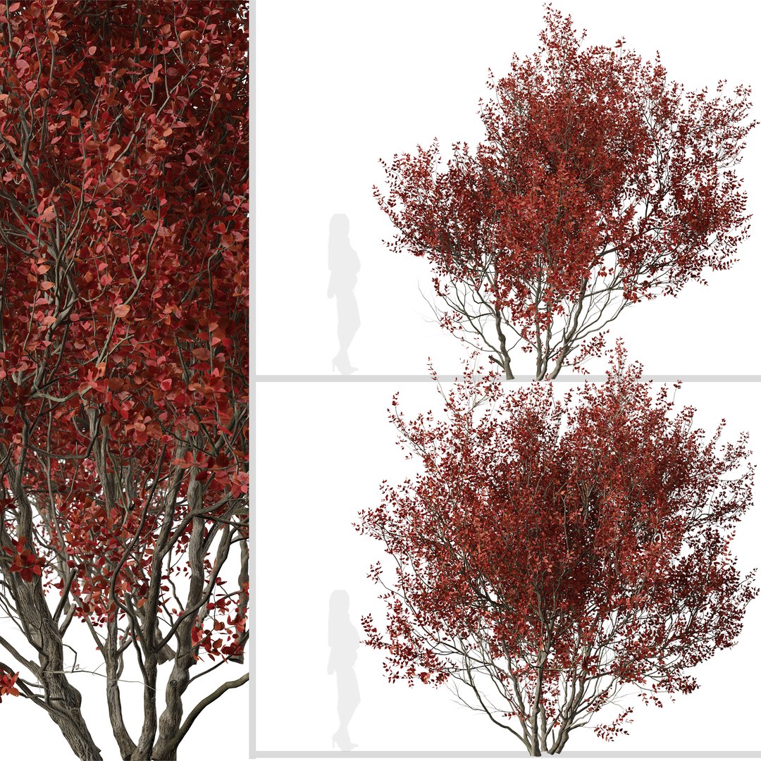 3D Set Of Cotinus Grace Or Smoke Tree - 2Trees Model - TurboSquid 1995686