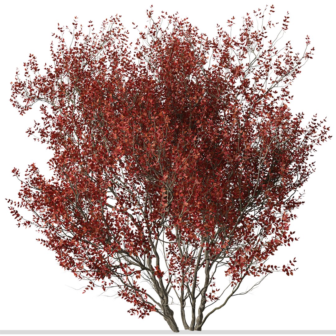 3D Set Of Cotinus Grace Or Smoke Tree - 2Trees Model - TurboSquid 1995686