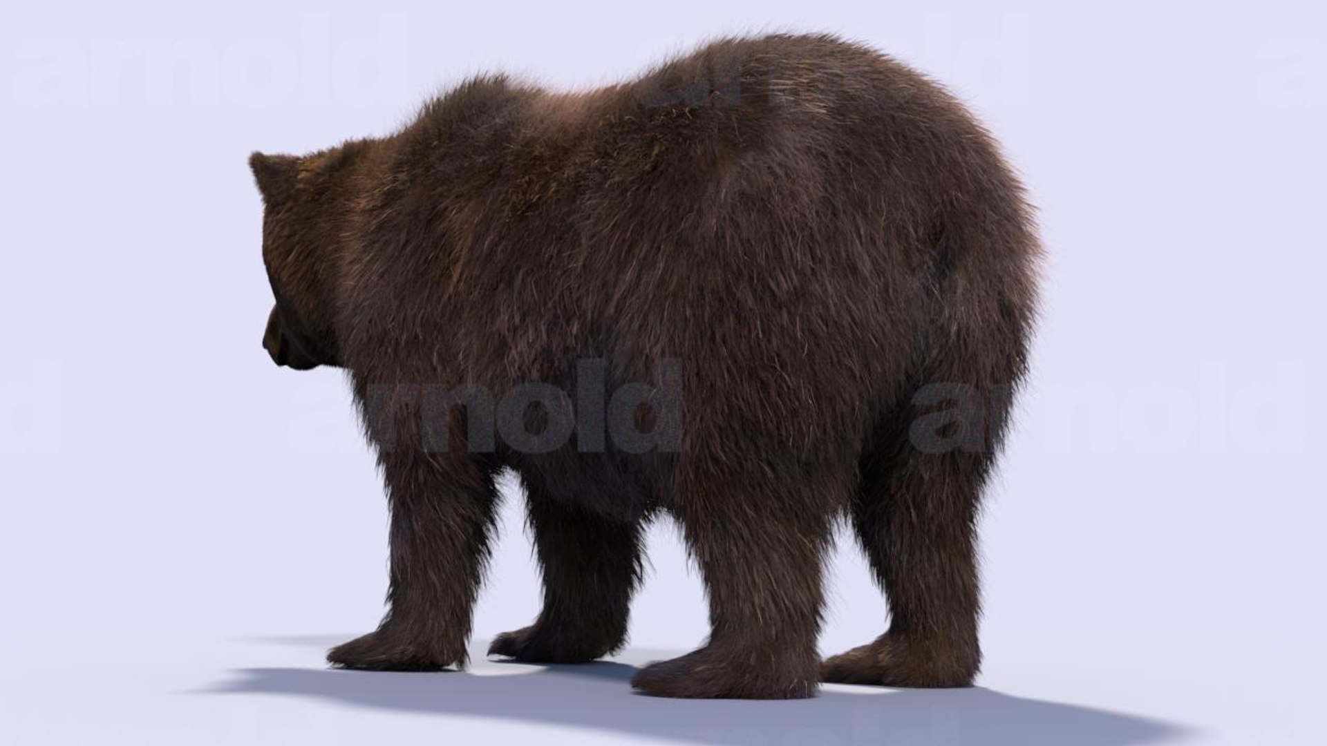 Bear Xgen Fur 3d Ma