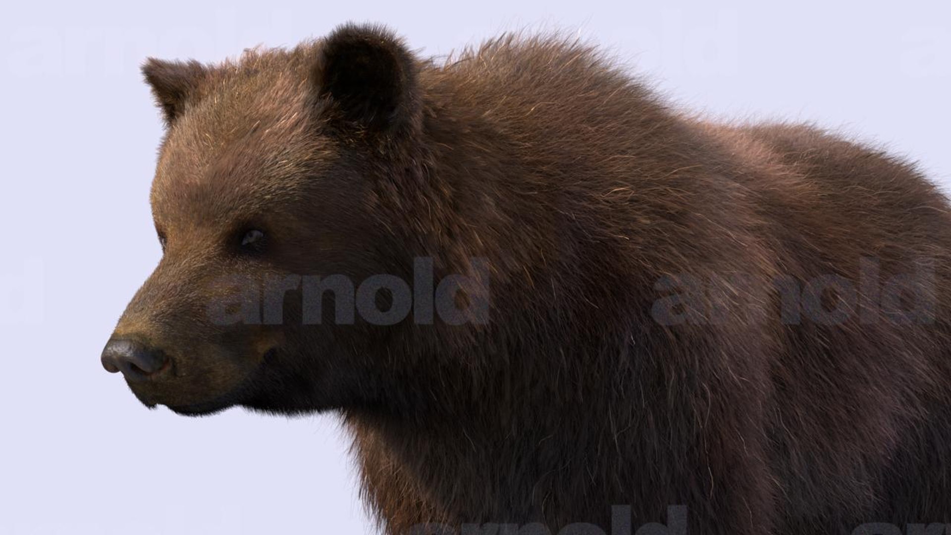 Bear Xgen Fur 3d Ma