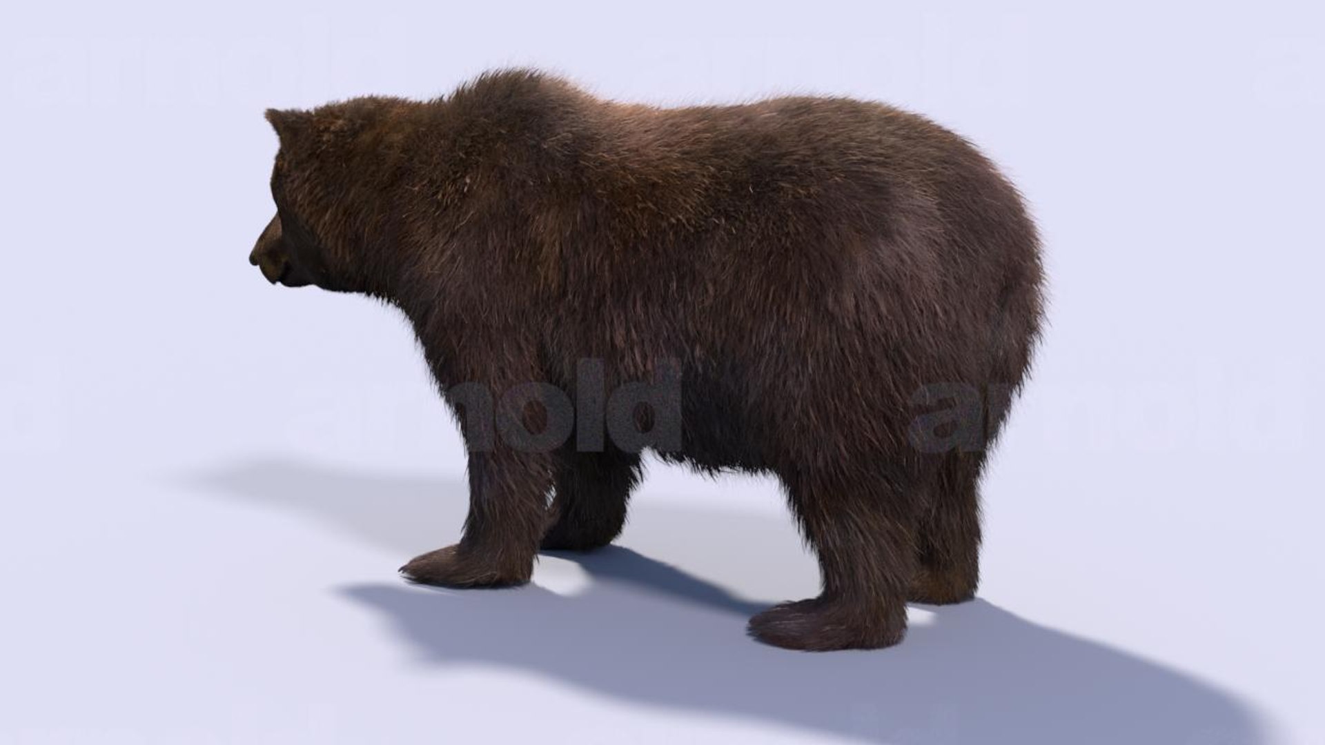 Bear Xgen Fur 3d Ma
