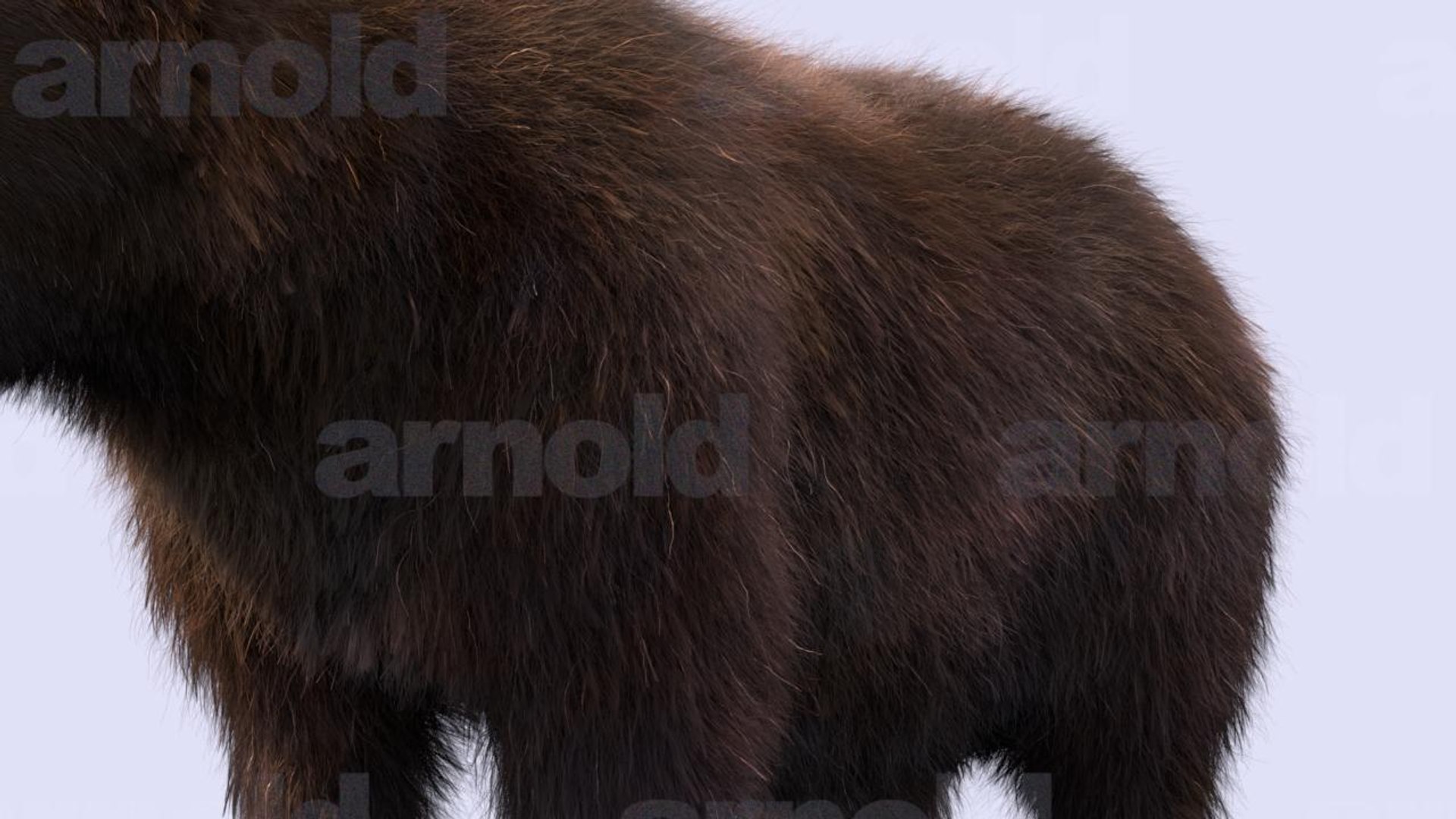 Bear Xgen Fur 3d Ma