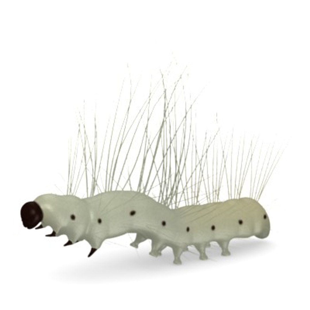 Butterfly Worm 3d Model