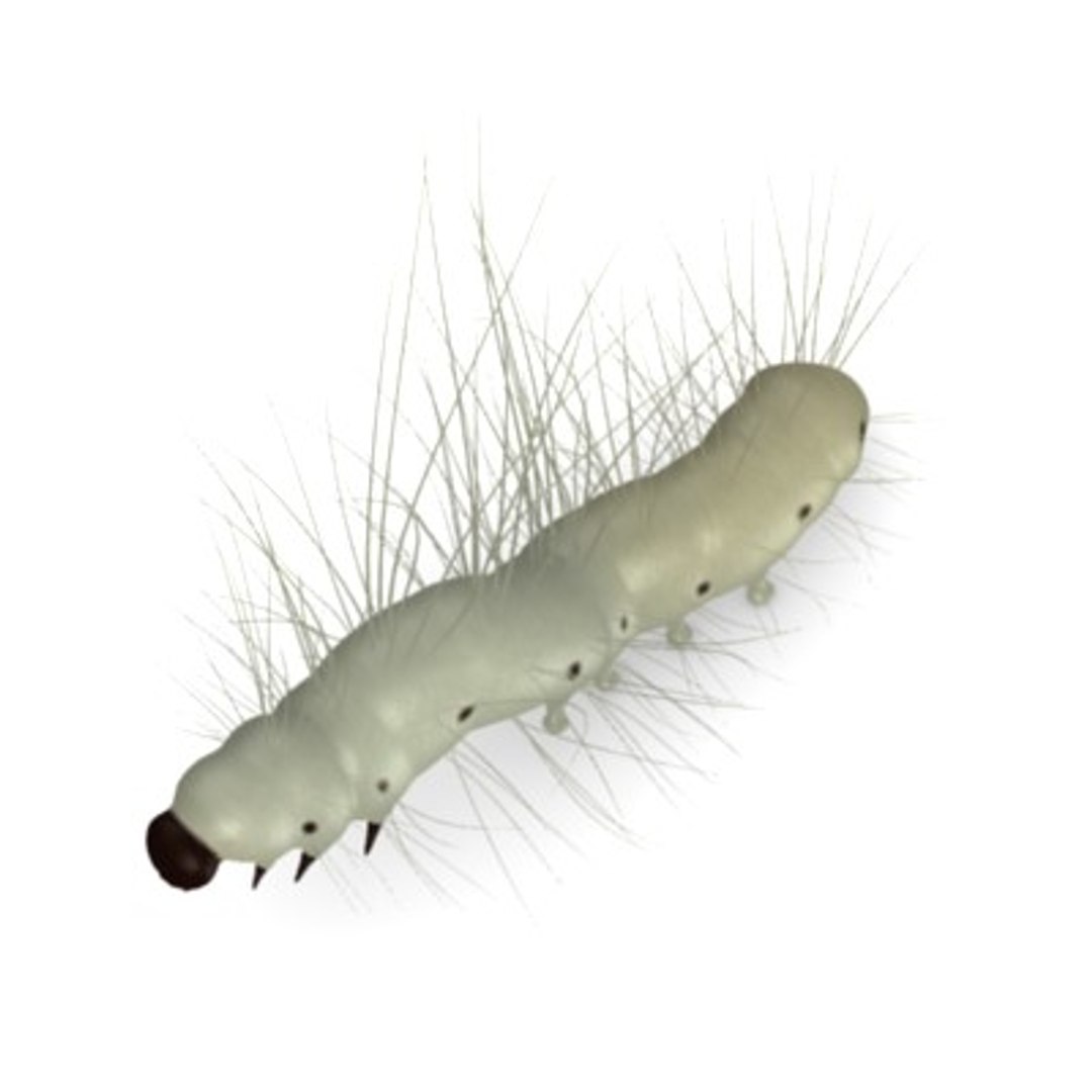 Butterfly Worm 3d Model