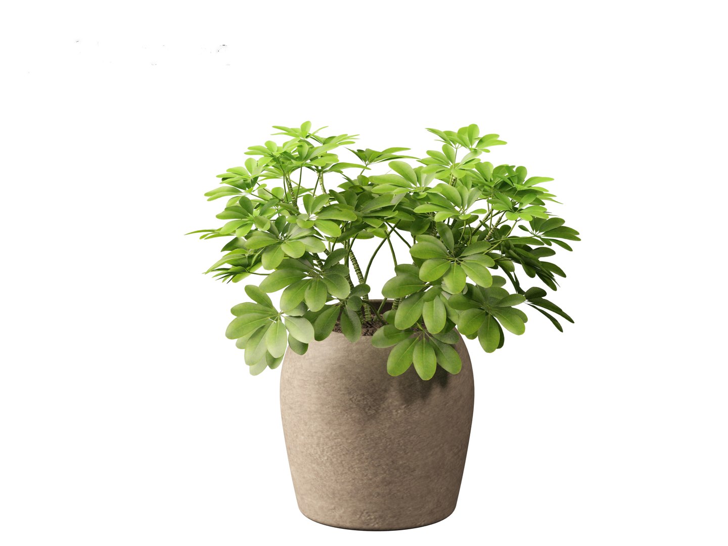 Schefflera Octophylla - Umbrella Plant 02 Model - TurboSquid 2137264
