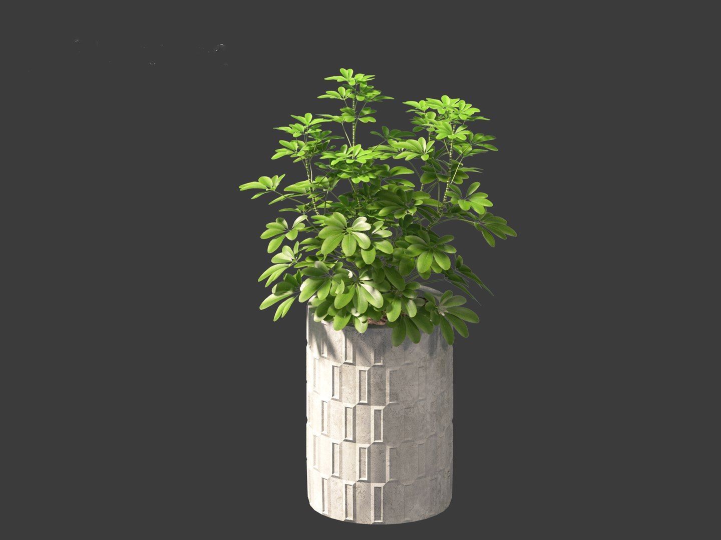 Schefflera Octophylla - Umbrella Plant 02 Model - TurboSquid 2137264