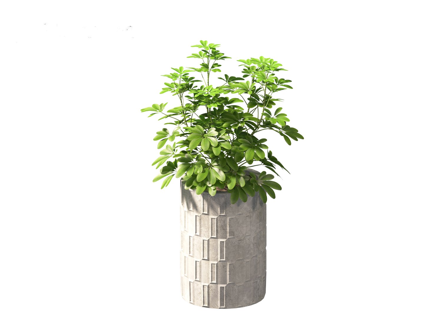 Schefflera Octophylla - Umbrella Plant 02 Model - TurboSquid 2137264