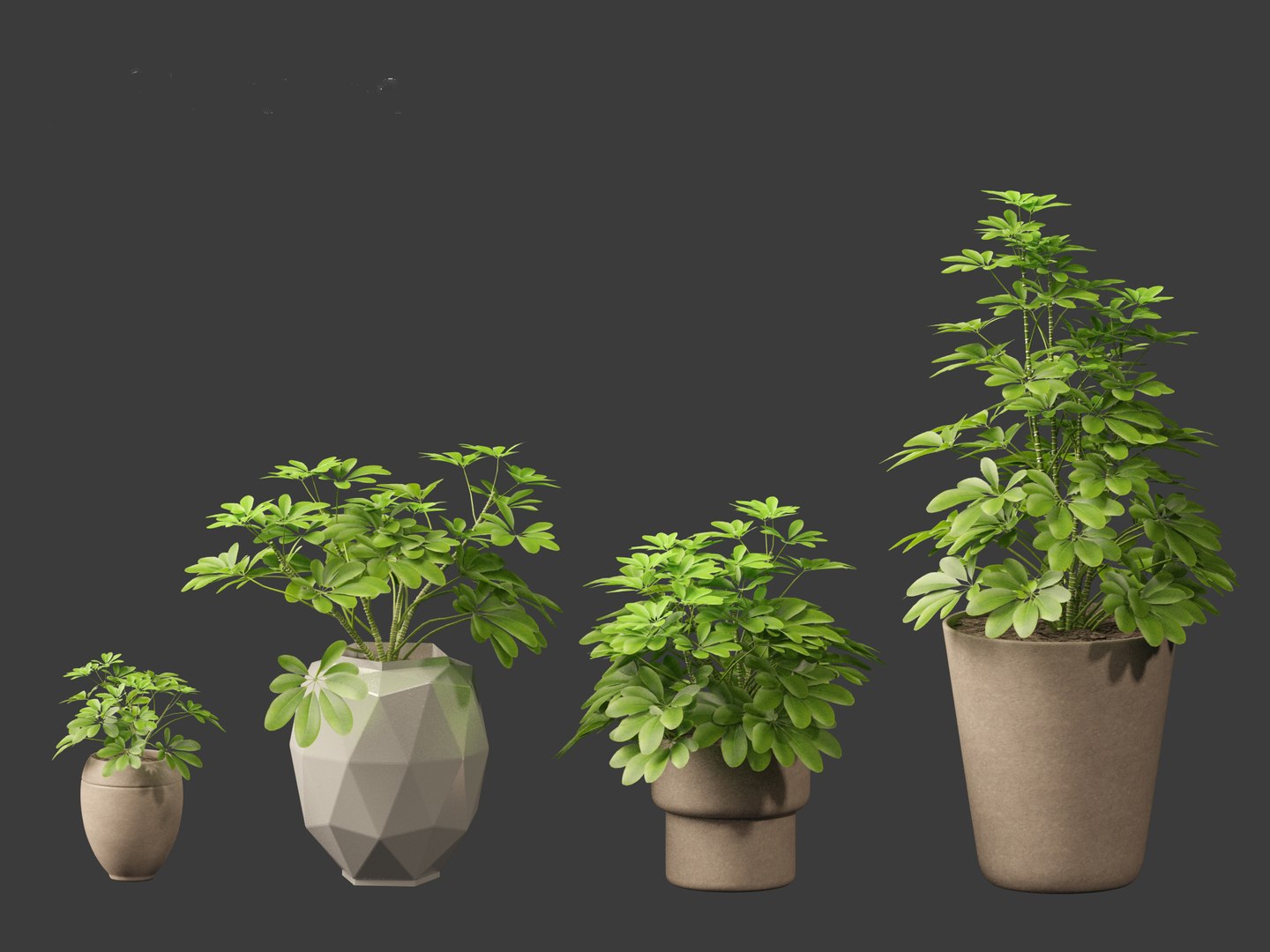 Schefflera Octophylla - Umbrella Plant 02 Model - TurboSquid 2137264