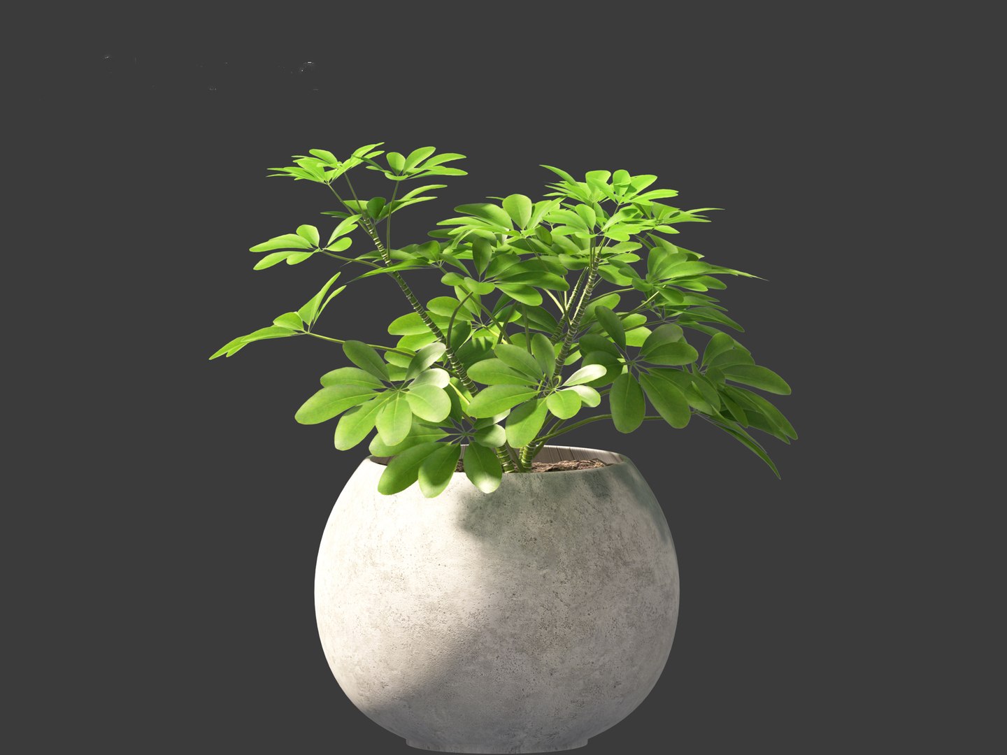 Schefflera Octophylla - Umbrella Plant 02 Model - TurboSquid 2137264