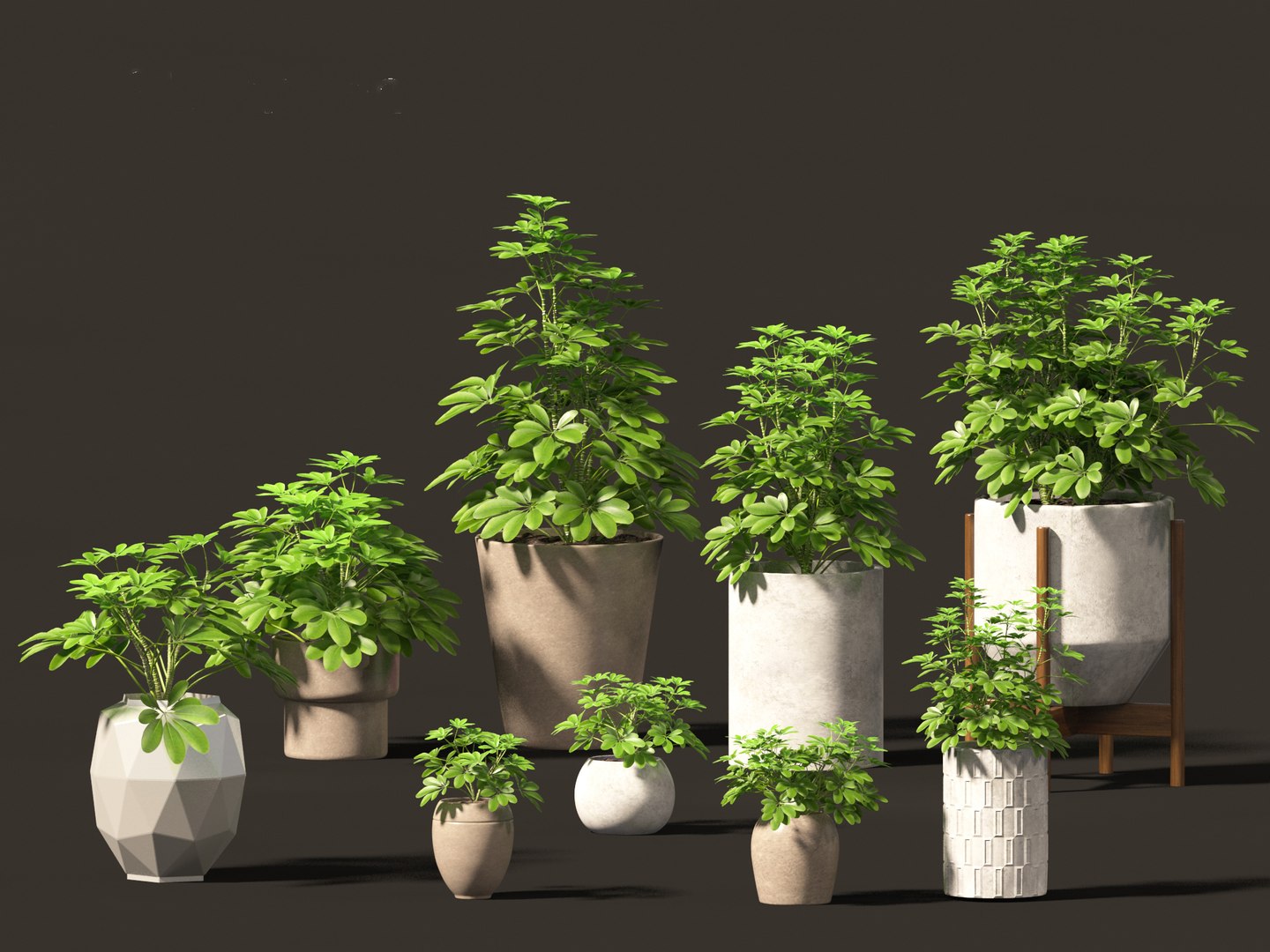 Schefflera Octophylla - Umbrella Plant 02 Model - TurboSquid 2137264