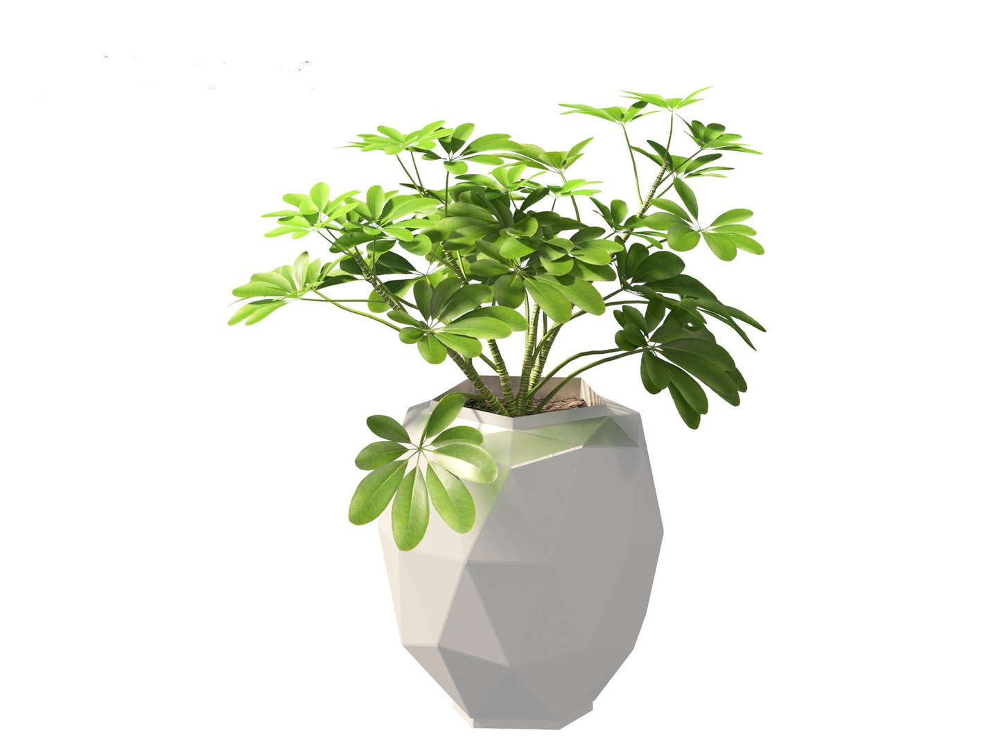 Schefflera Octophylla - Umbrella Plant 02 Model - TurboSquid 2137264
