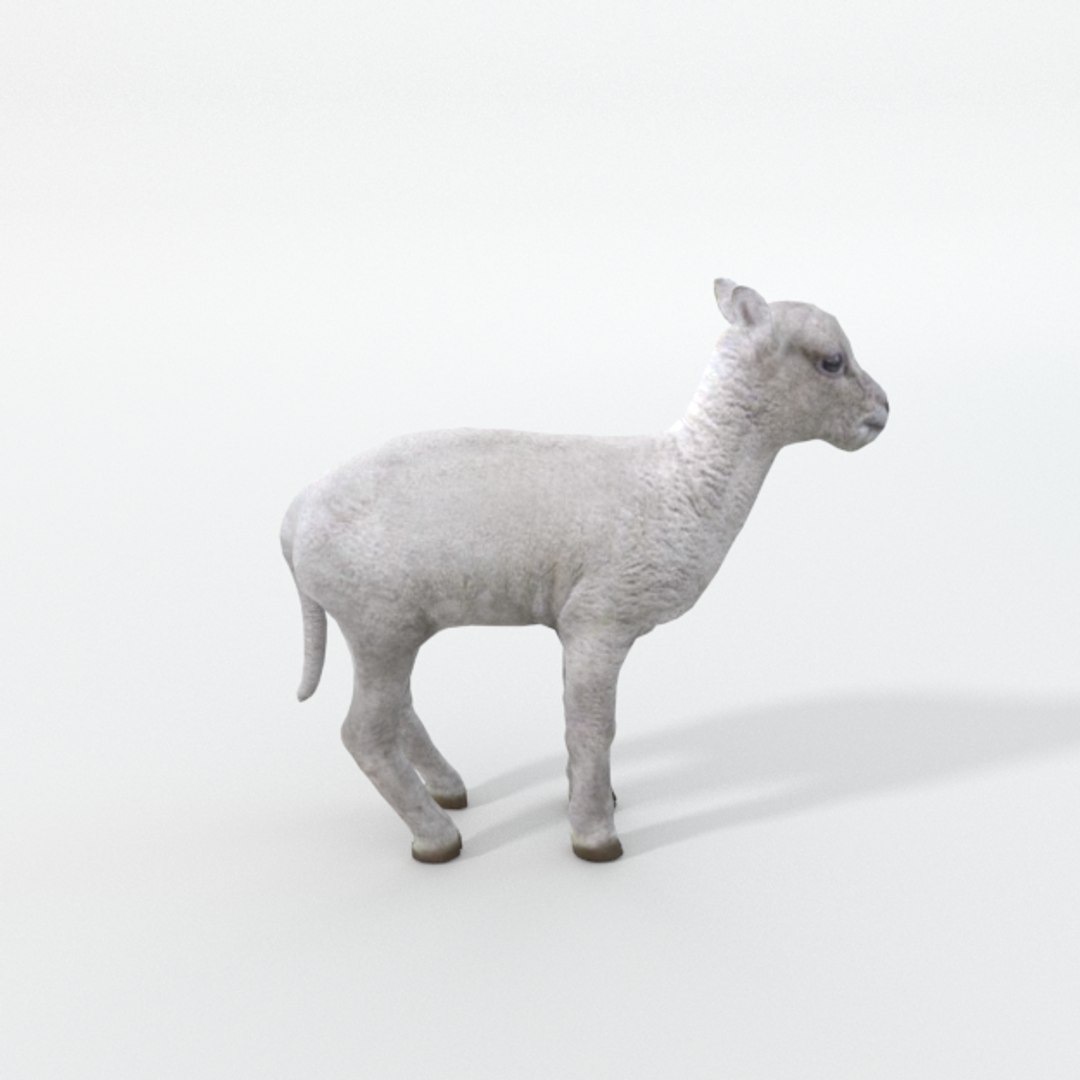 Little sheep 3D - TurboSquid 1323494