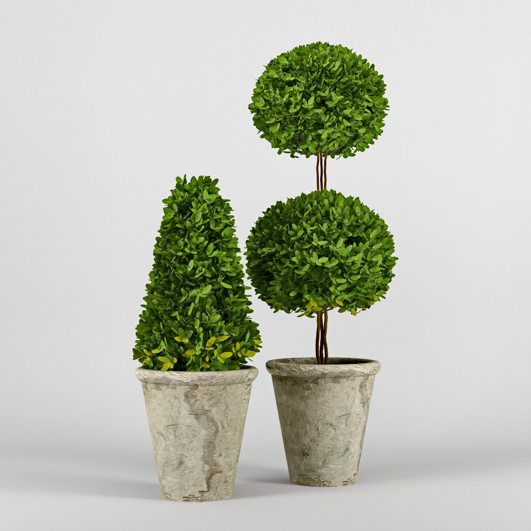 max plant decorative accents trees