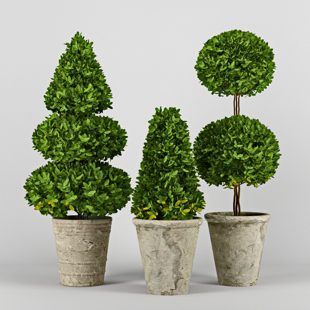 max plant decorative accents trees