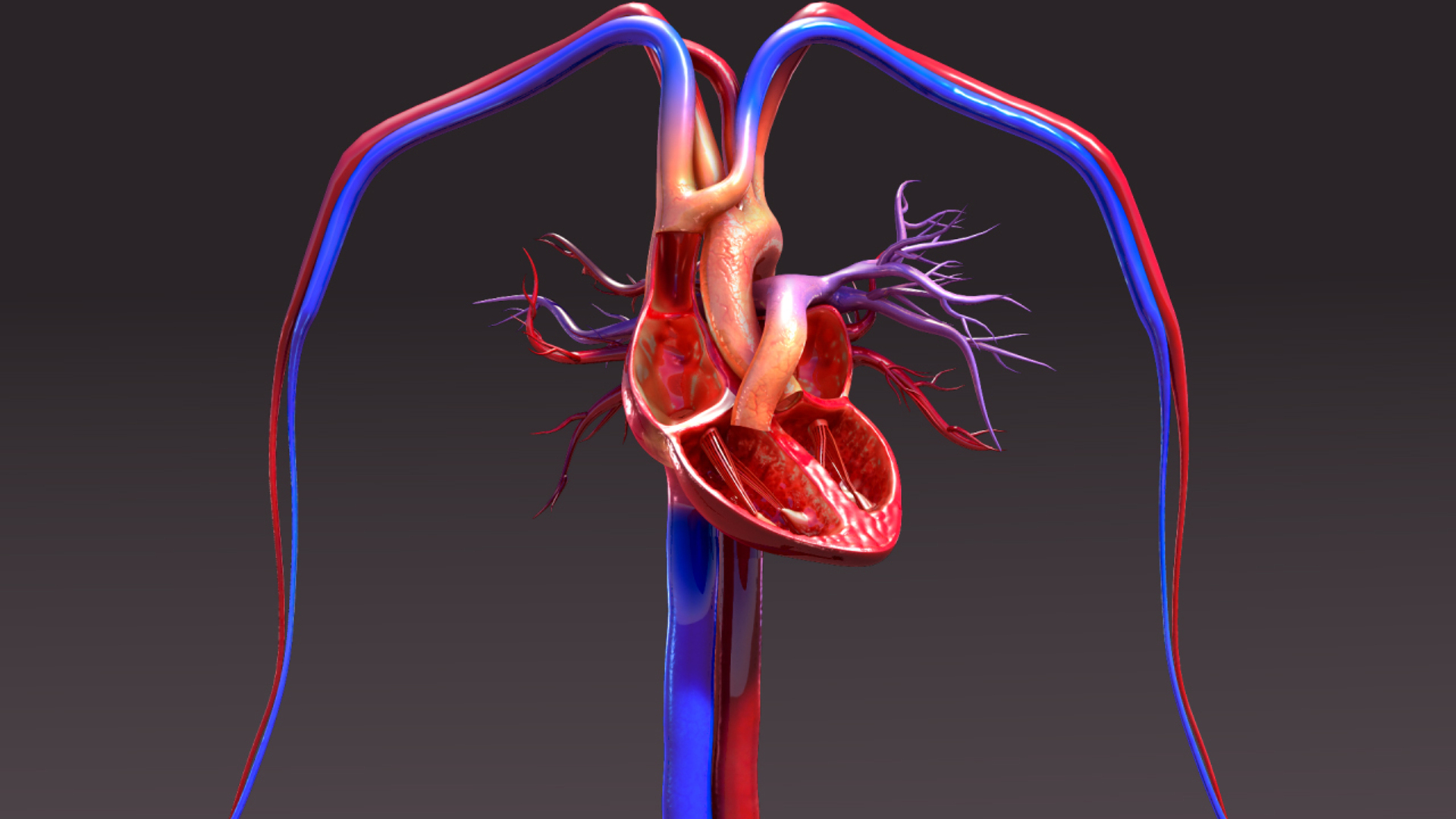 Circulatory Anatomy 3d Obj