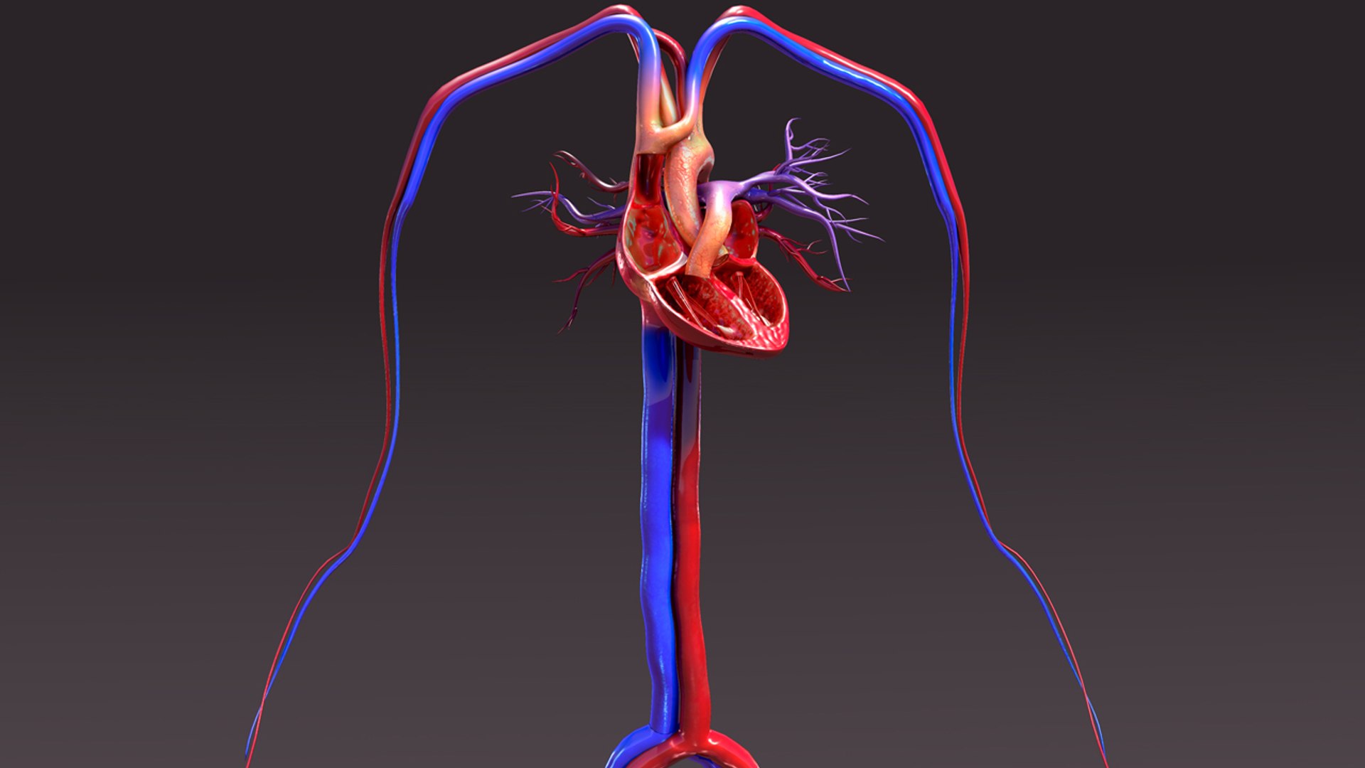Circulatory Anatomy 3d Obj