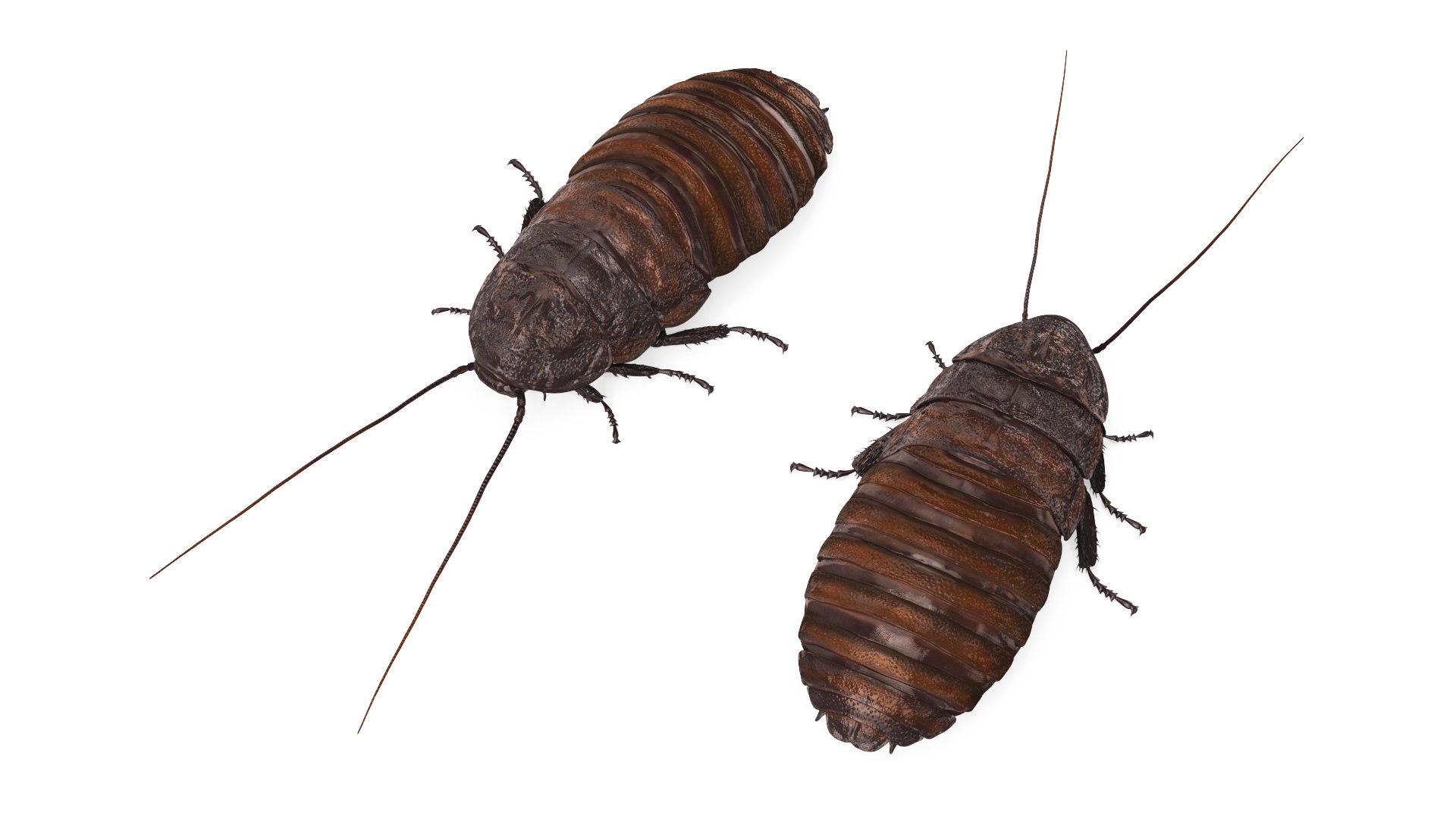 Brown Hooded Cockroach with Fur Rigged 3D model - TurboSquid 2158671