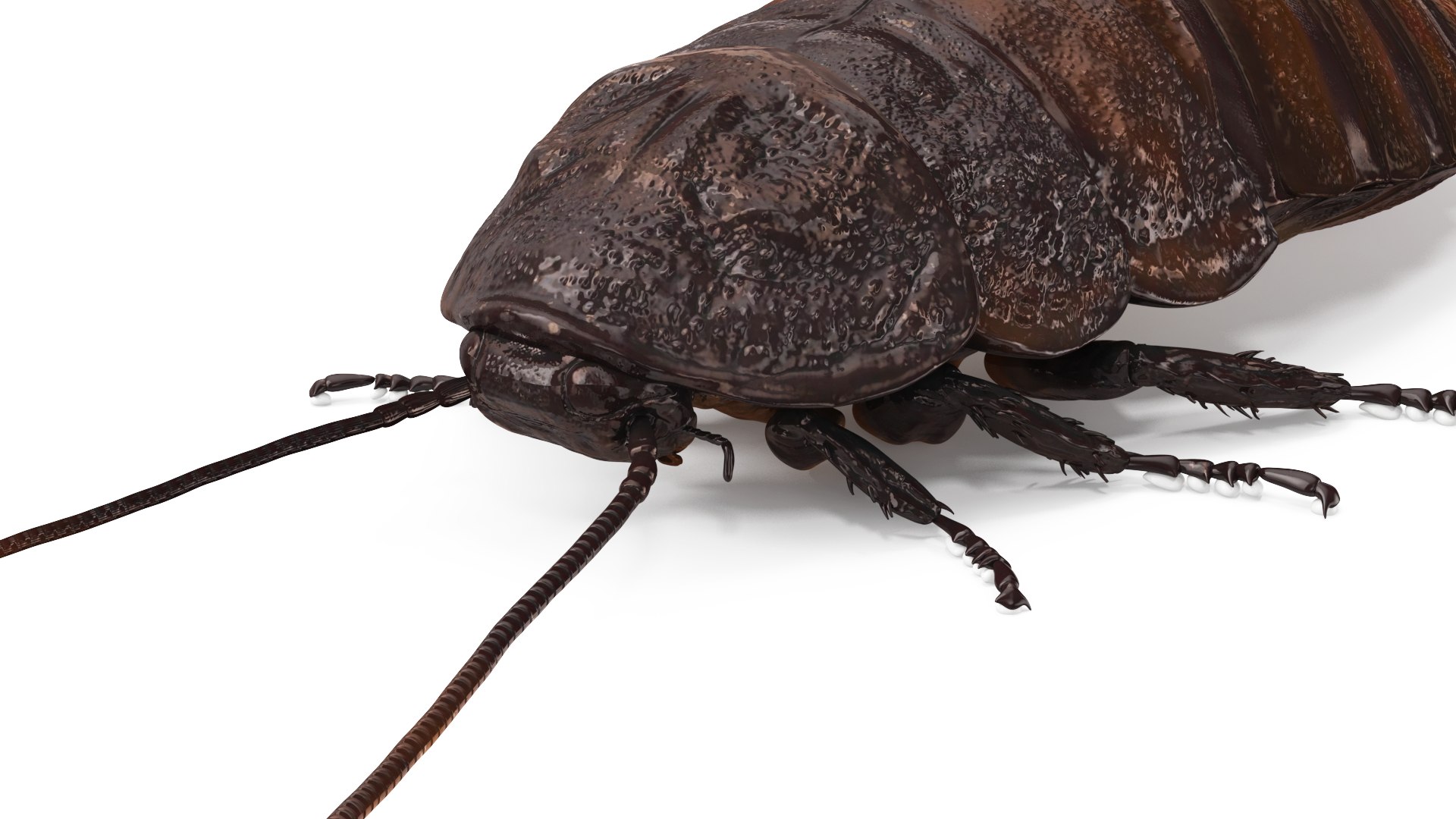 Brown Hooded Cockroach with Fur Rigged 3D model - TurboSquid 2158671