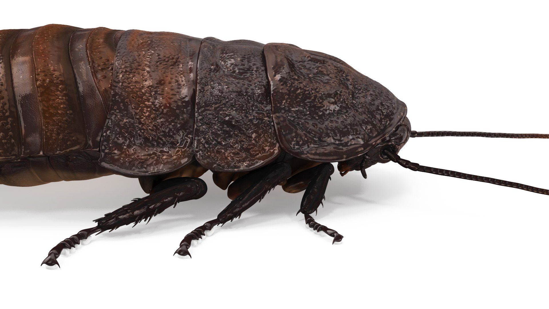 Brown Hooded Cockroach with Fur Rigged 3D model - TurboSquid 2158671