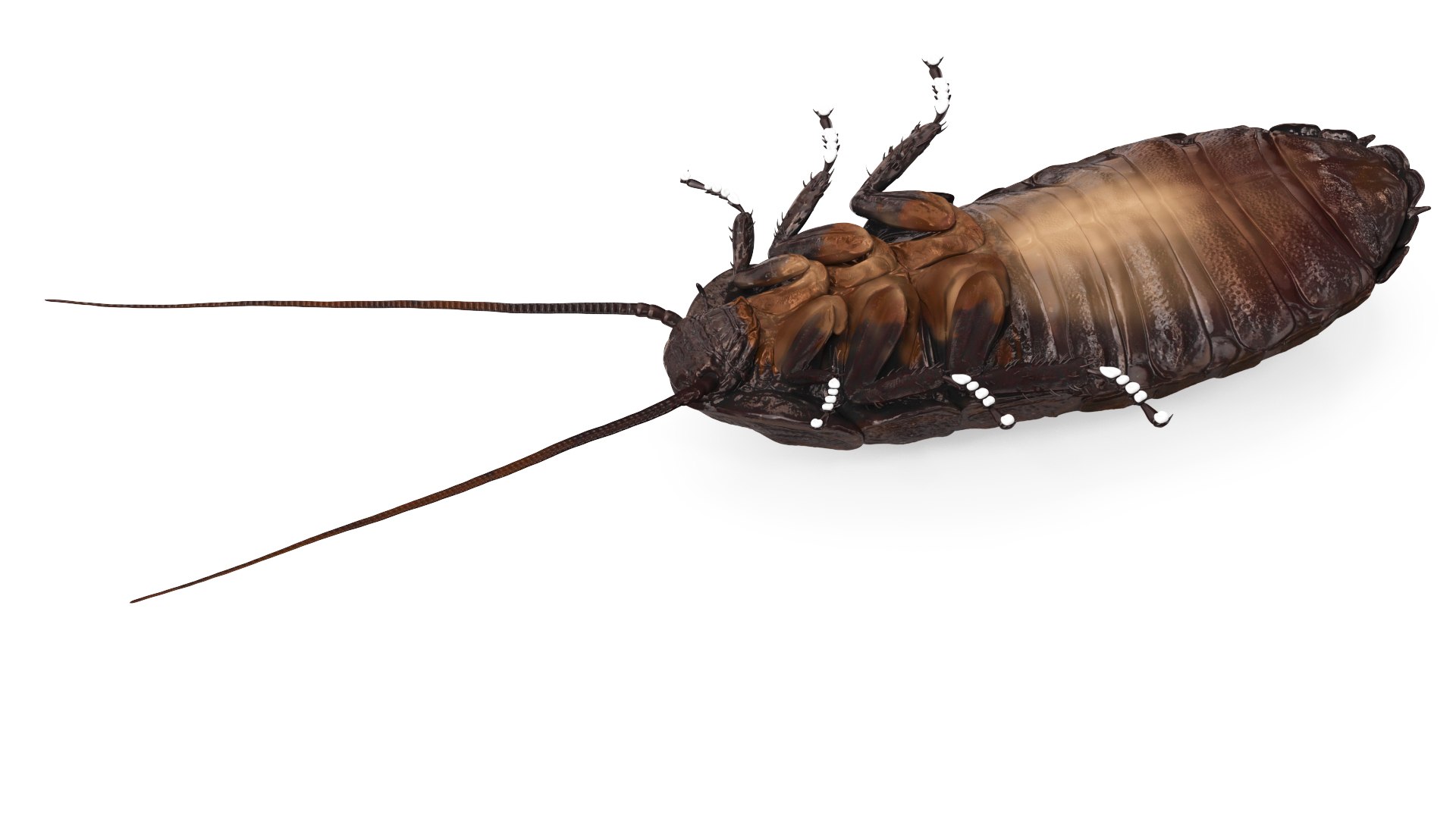 Brown Hooded Cockroach with Fur Rigged 3D model - TurboSquid 2158671