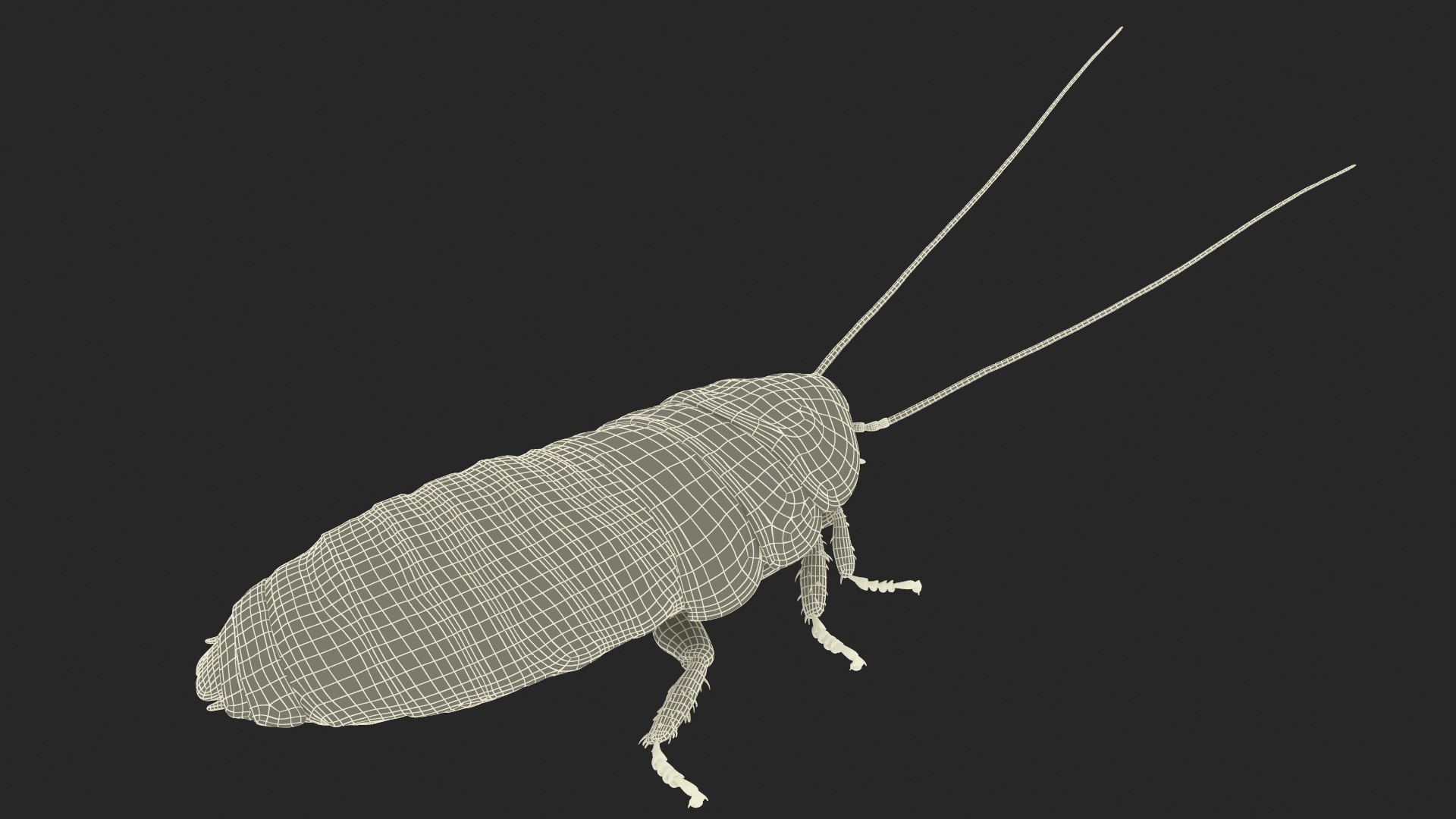 Brown Hooded Cockroach with Fur Rigged 3D model - TurboSquid 2158671
