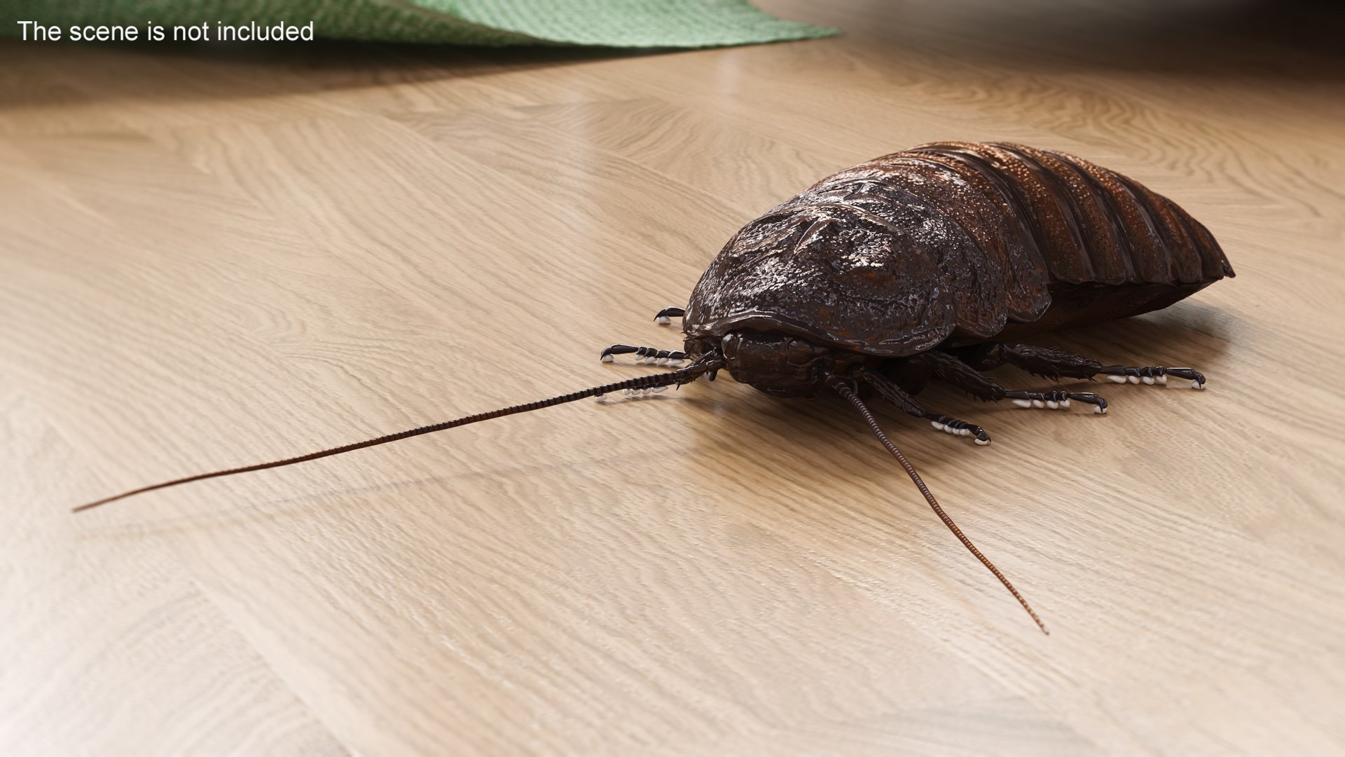 Brown Hooded Cockroach with Fur Rigged 3D model - TurboSquid 2158671