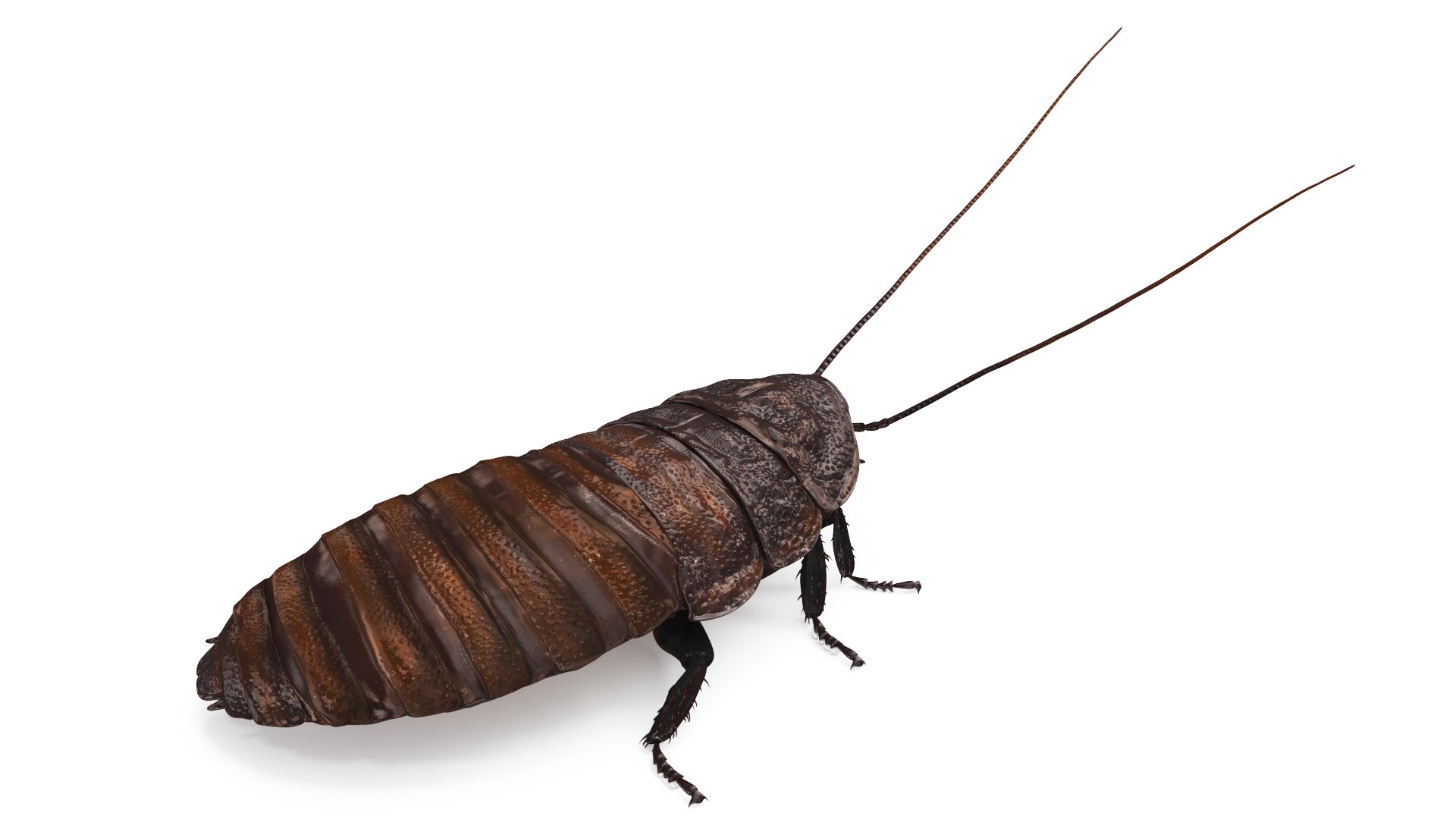 Brown Hooded Cockroach with Fur Rigged 3D model - TurboSquid 2158671