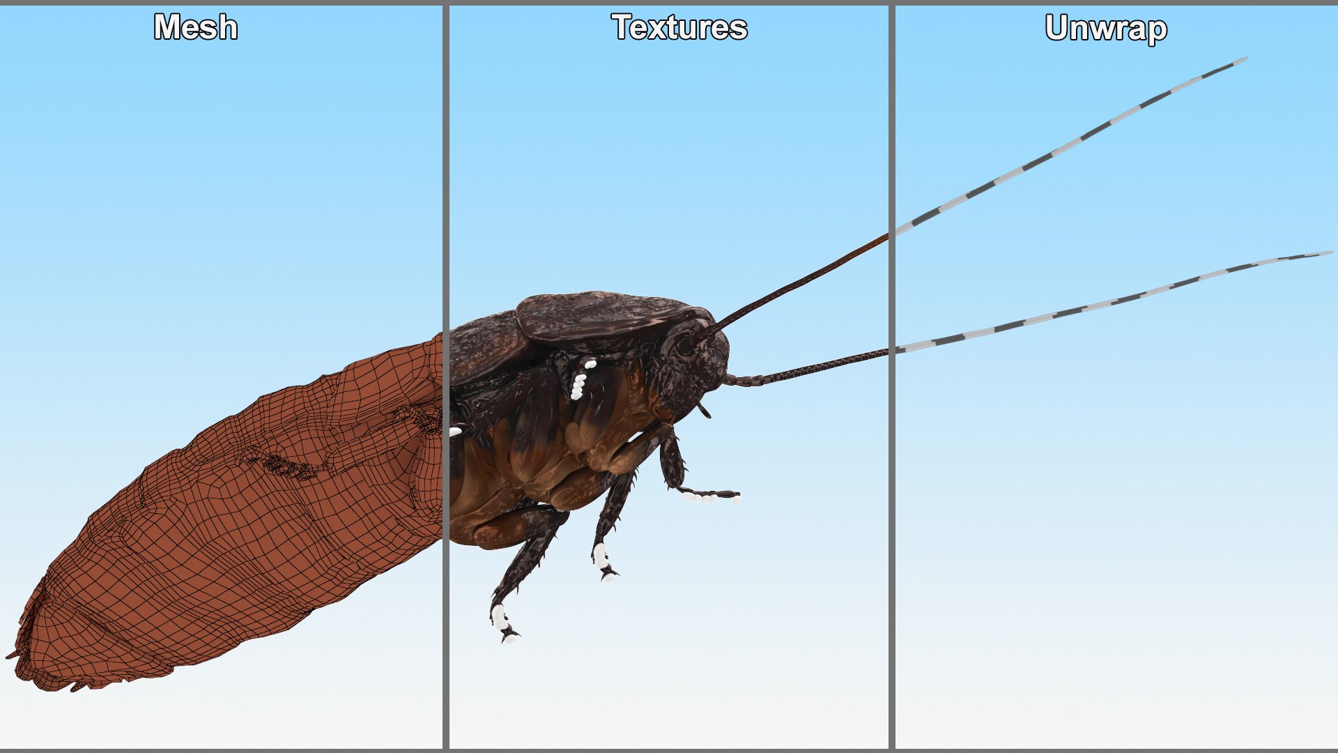 Brown Hooded Cockroach with Fur Rigged 3D model - TurboSquid 2158671