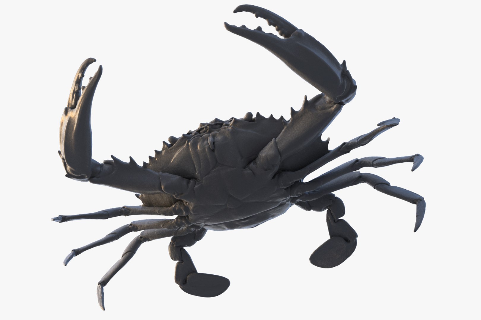 Blue Crab 3d Model