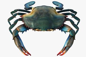 Blue Crab 3D Models for Download | TurboSquid