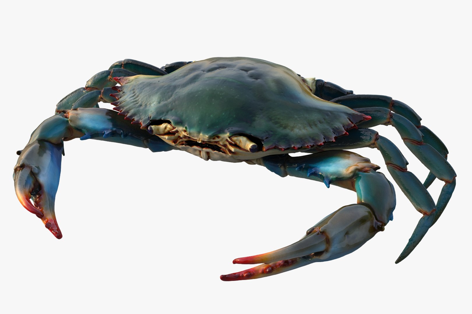 Blue Crab 3d Model