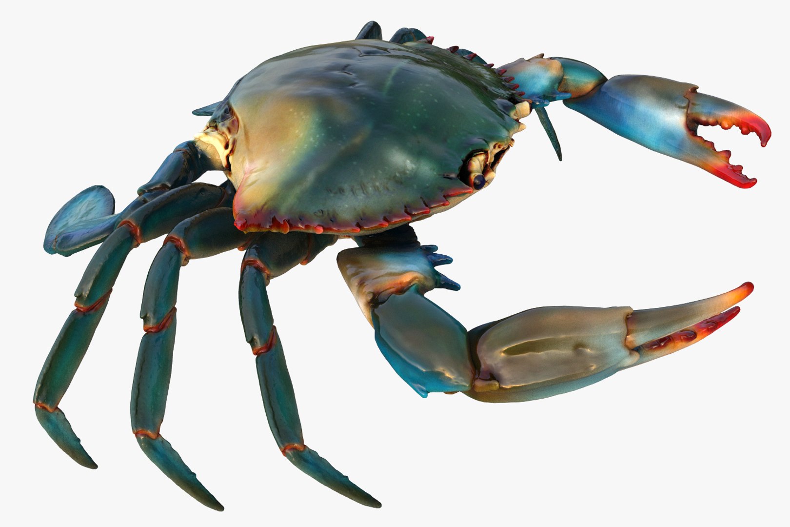 Blue Crab 3d Model
