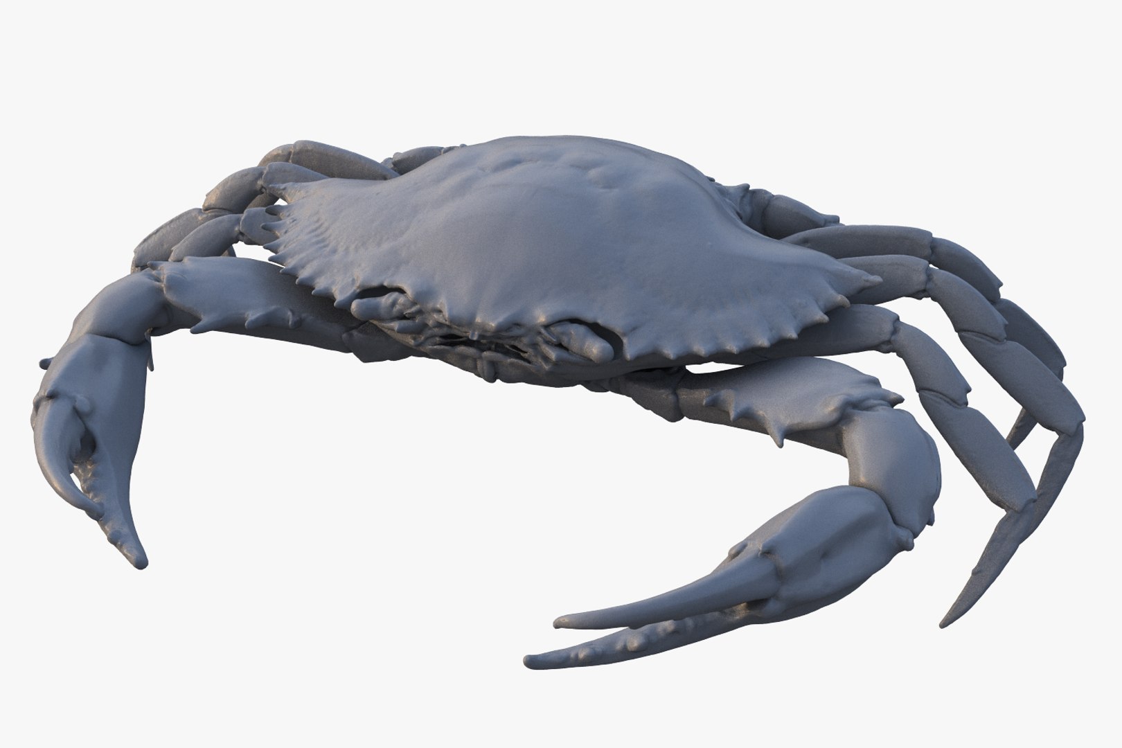 Blue Crab 3d Model