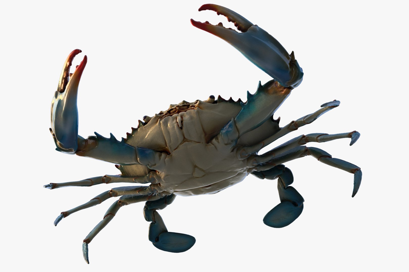 Blue Crab 3d Model