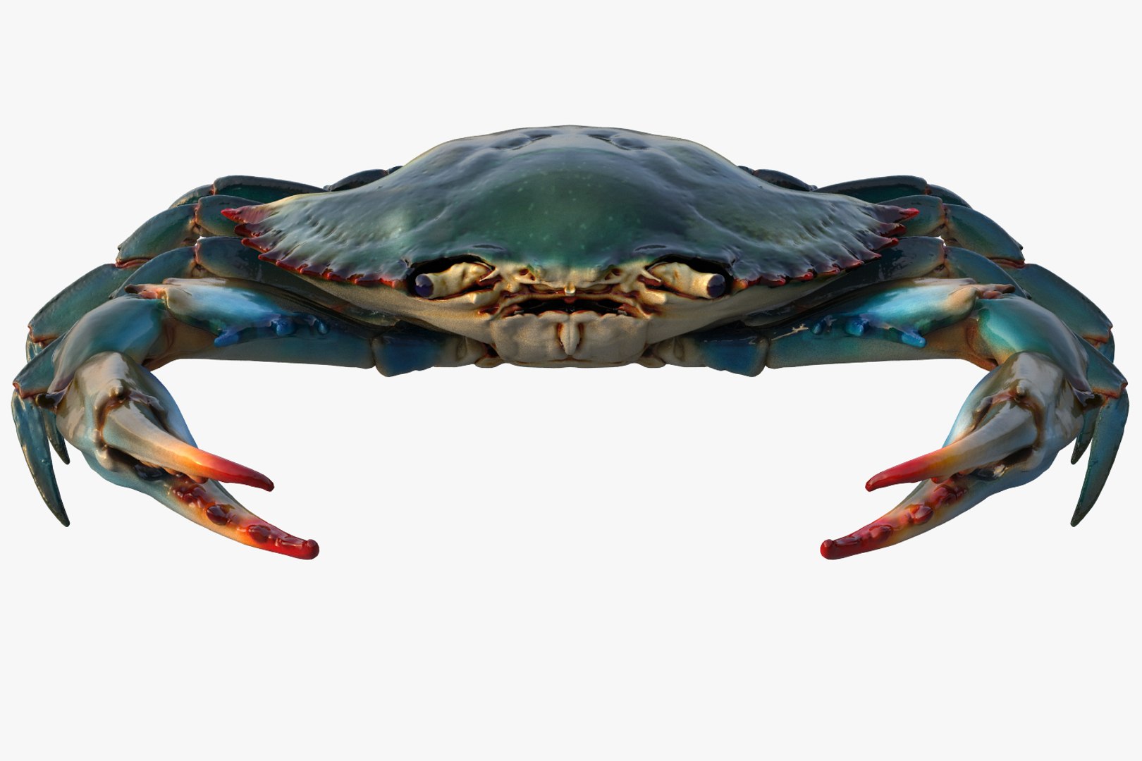 Blue Crab 3d Model