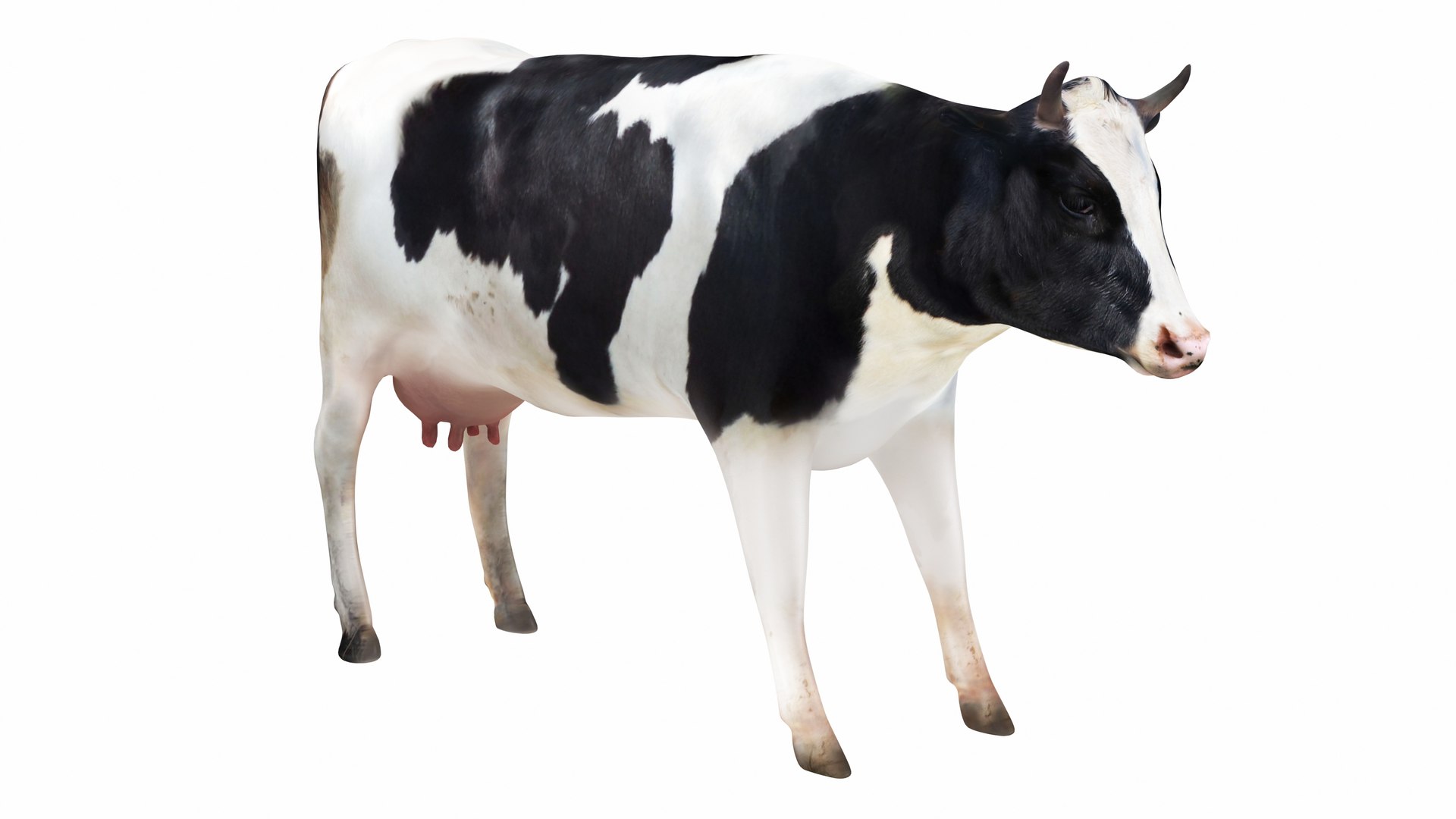 Dairy Cow Collection 4 in 1 3D model - TurboSquid 1971980
