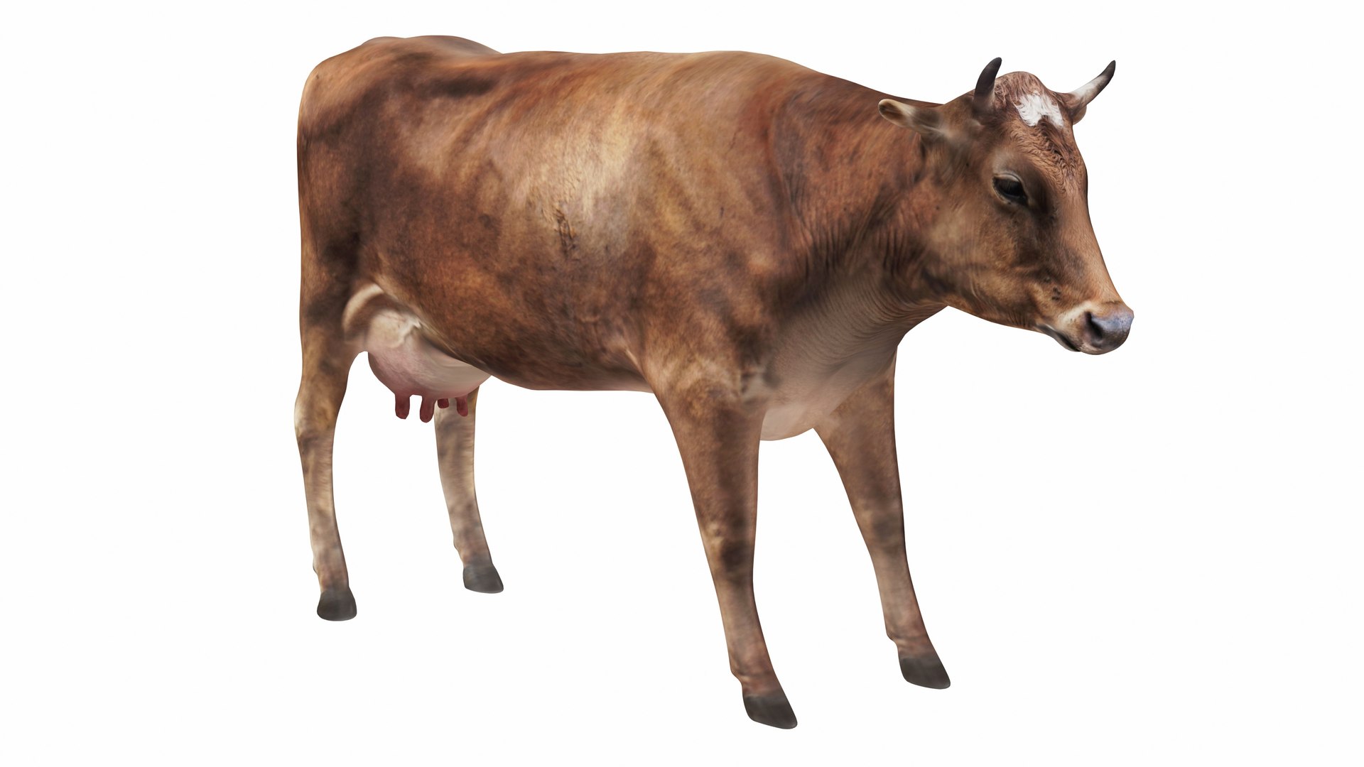 Dairy Cow Collection 4 In 1 3D Model - TurboSquid 1971980