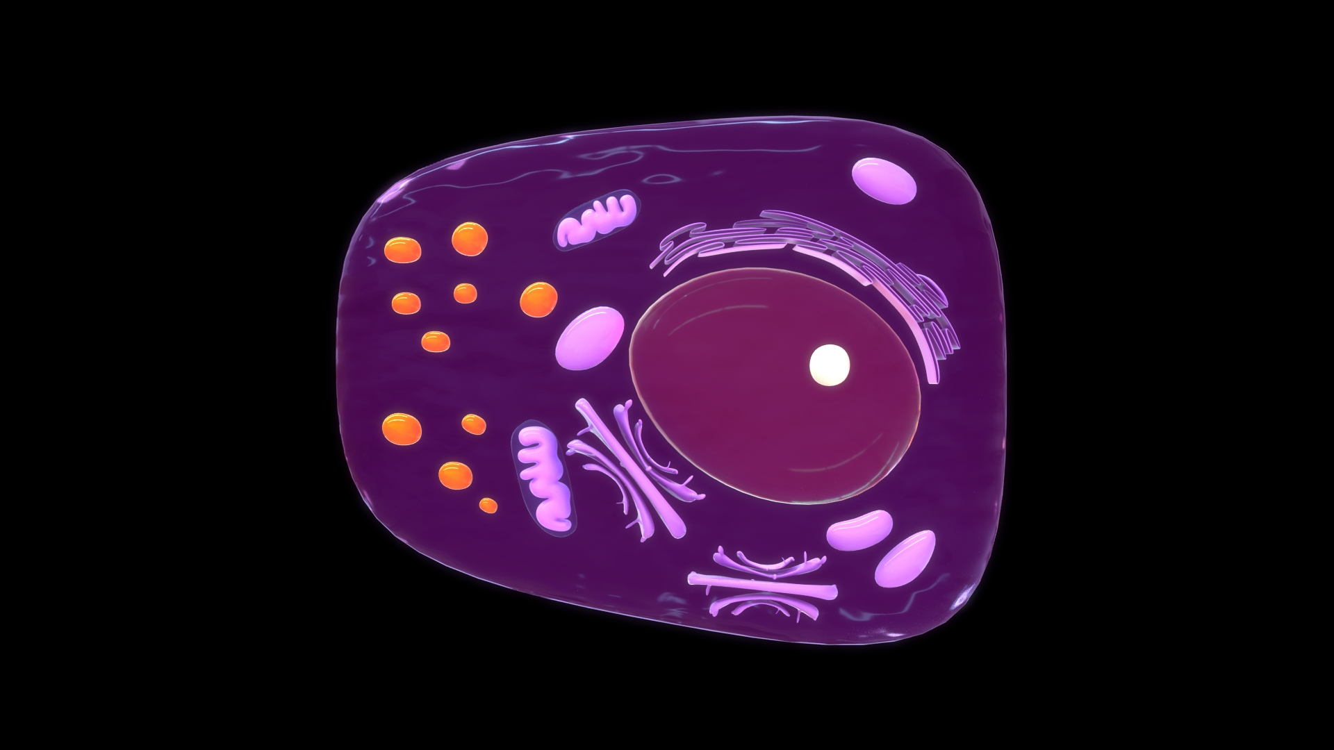 3D Model Gastric Chief Cell - TurboSquid 2187978