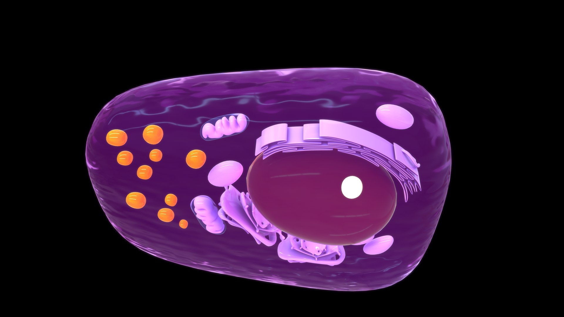 3D Model Gastric Chief Cell - TurboSquid 2187978